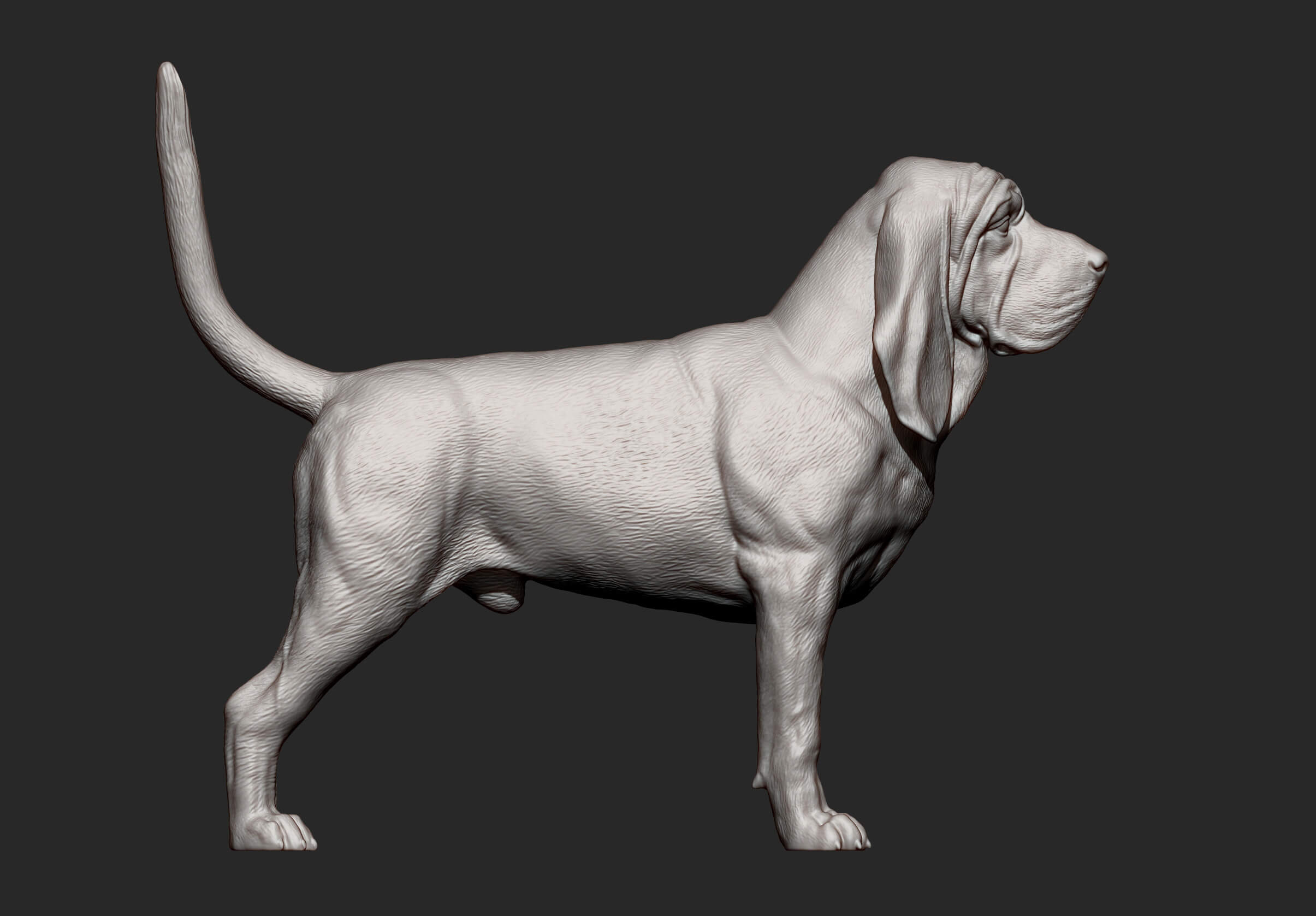 Bloodhound Basset Hound 3D Print Model by Alexander3dart