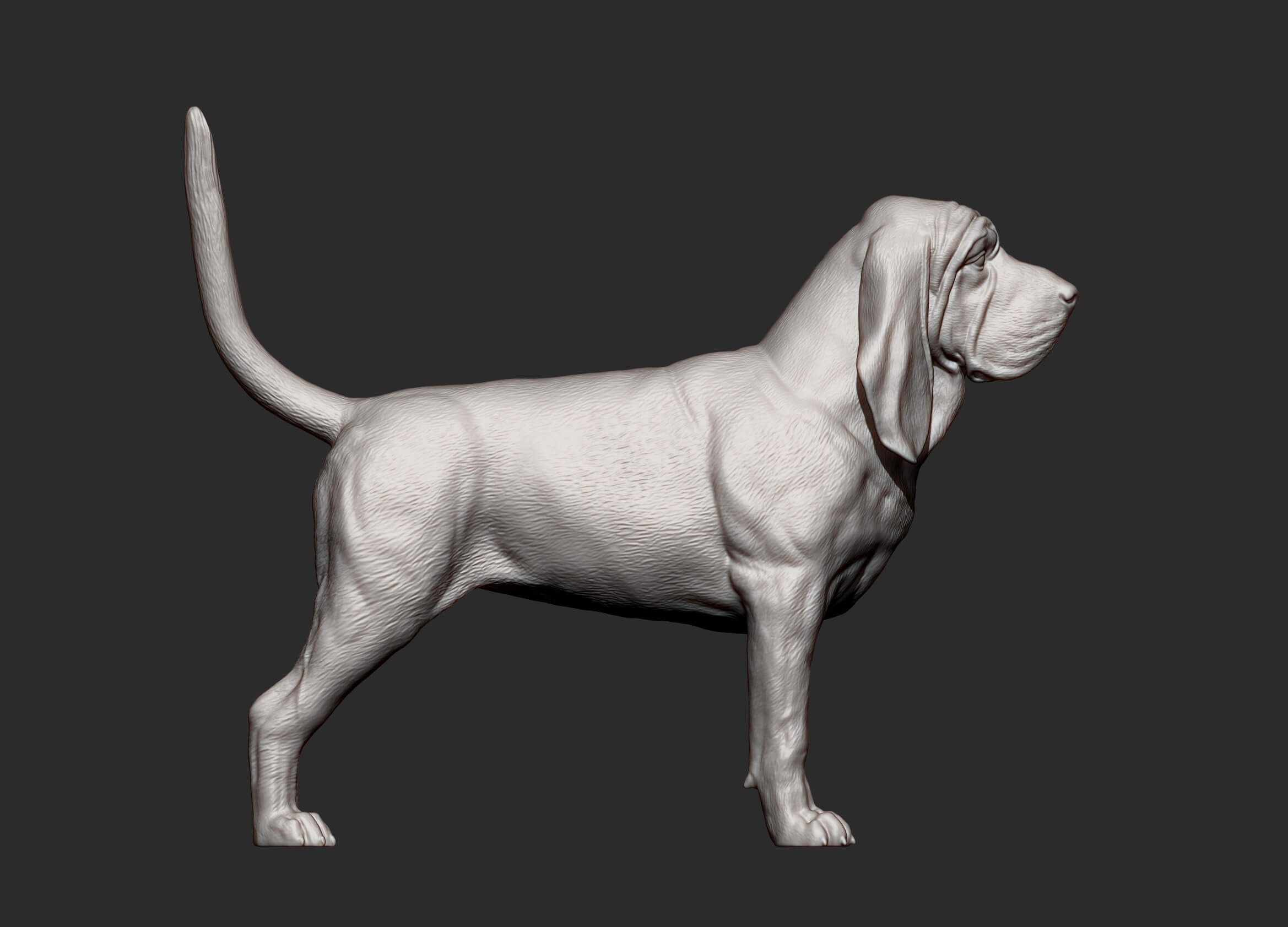 Bloodhound Basset Hound 3D Print Model by Alexander3dart