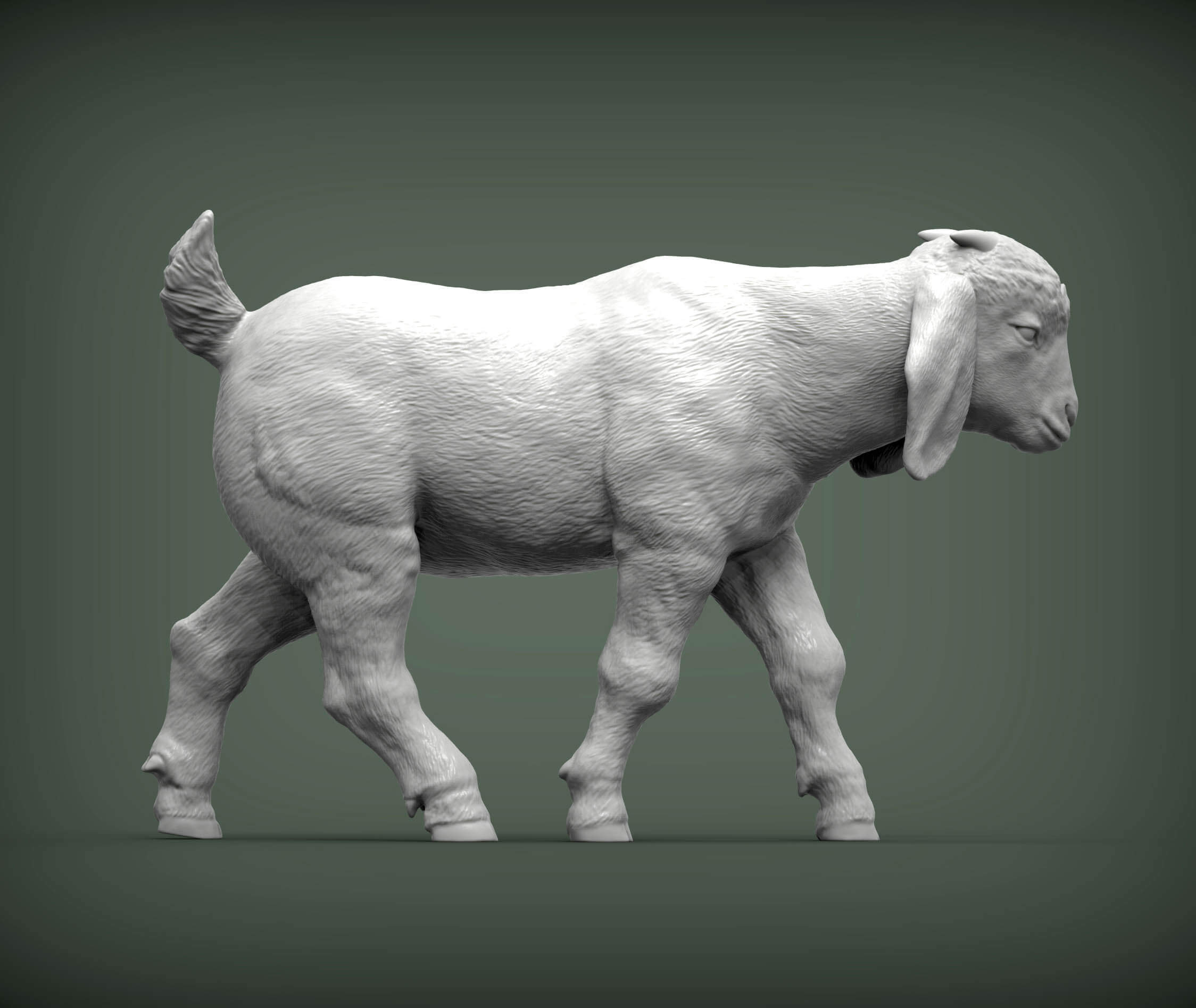 Boer Goat Baby Walks 3D Print Model by Alexander3dart