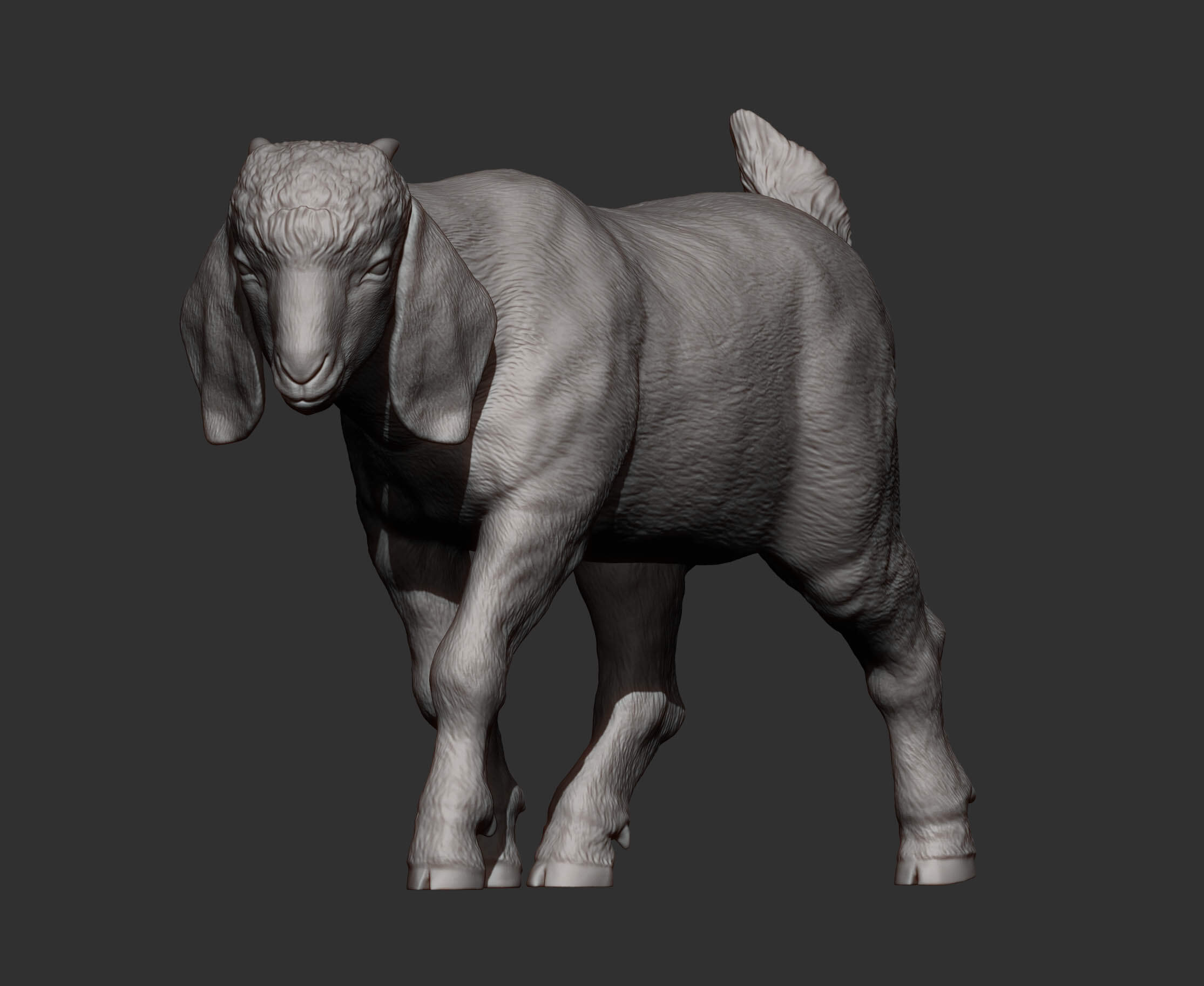 Boer Goat Baby Walks 3D Print Model by Alexander3dart