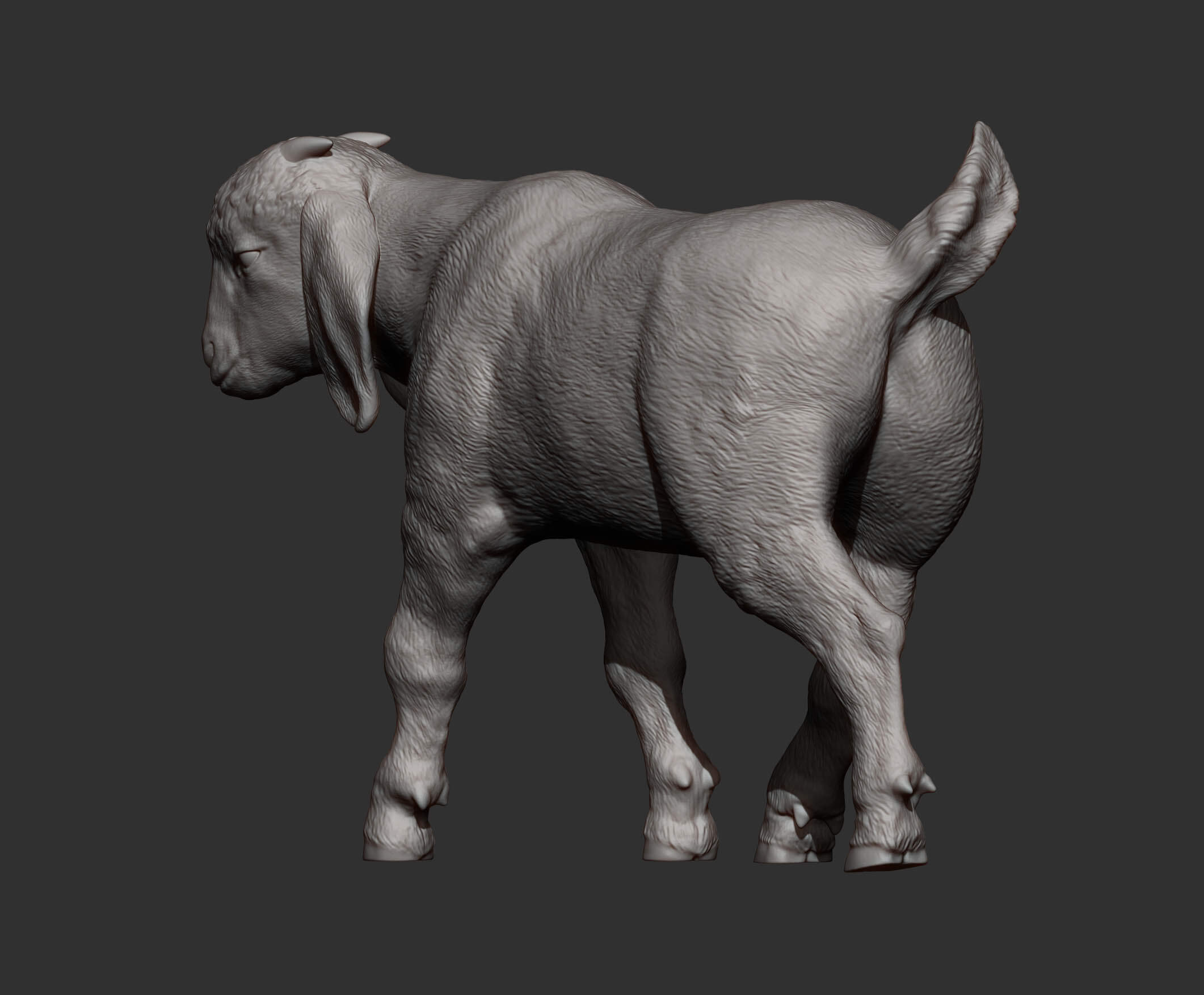 Boer Goat Baby Walks 3D Print Model by Alexander3dart