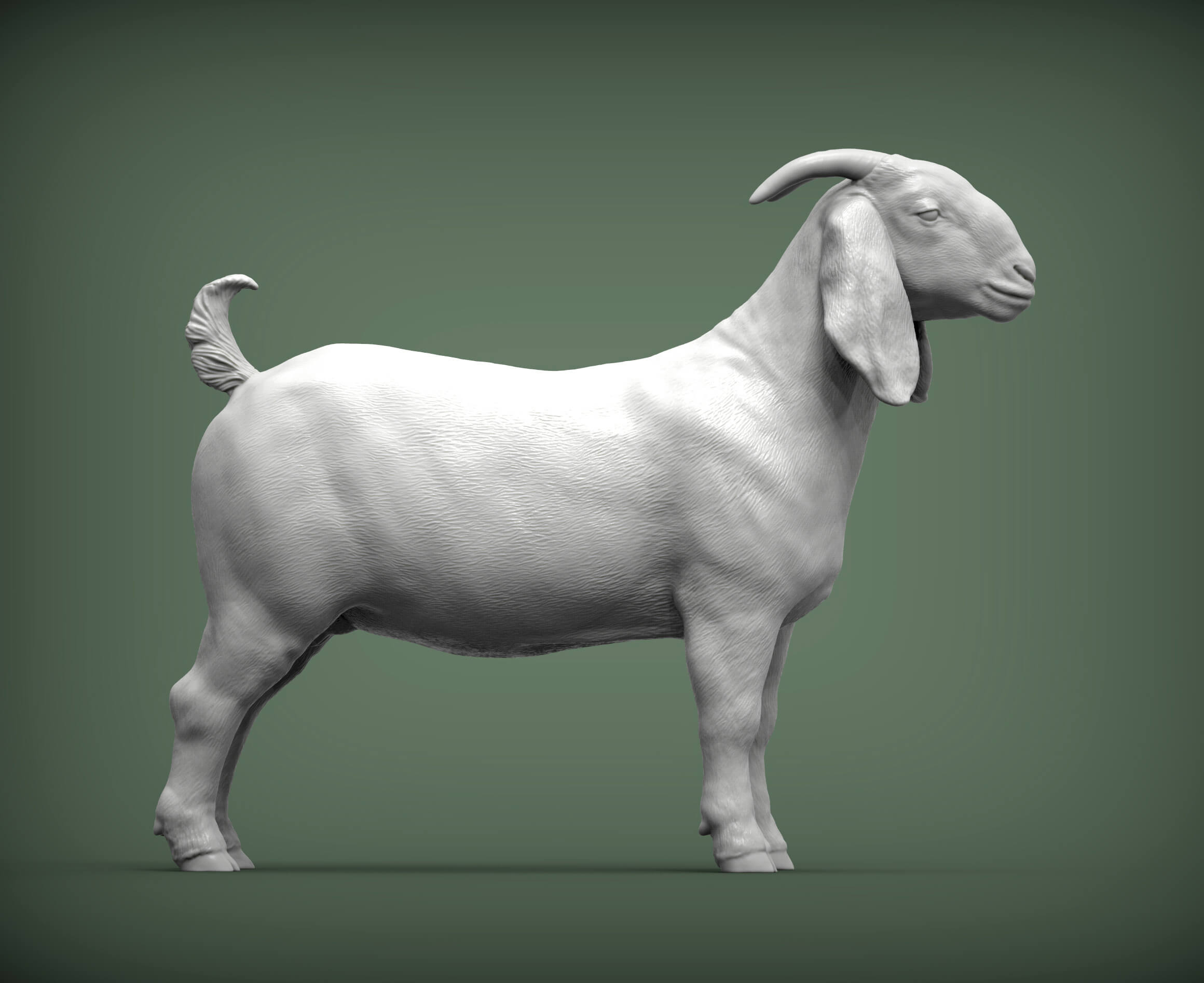 Boer Goats Female - 3D Model by Alexander3dart
