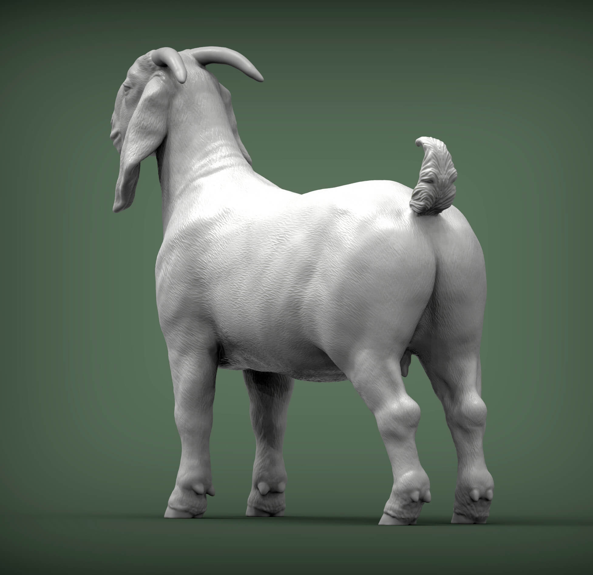 Boer Goats Female - 3D Model by Alexander3dart