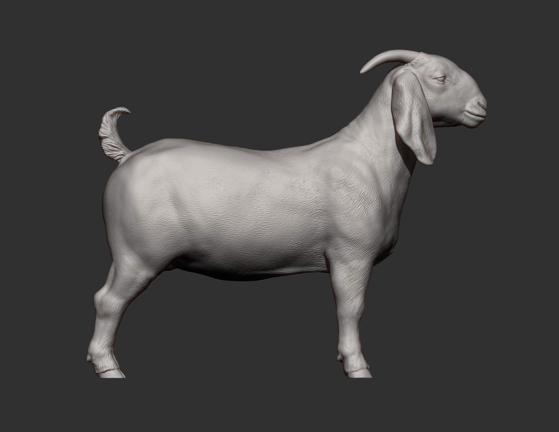 Boer Goats Female - 3D Model by Alexander3dart