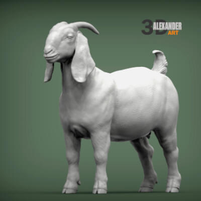 Boer Goats Female - 3D Model by Alexander3dart