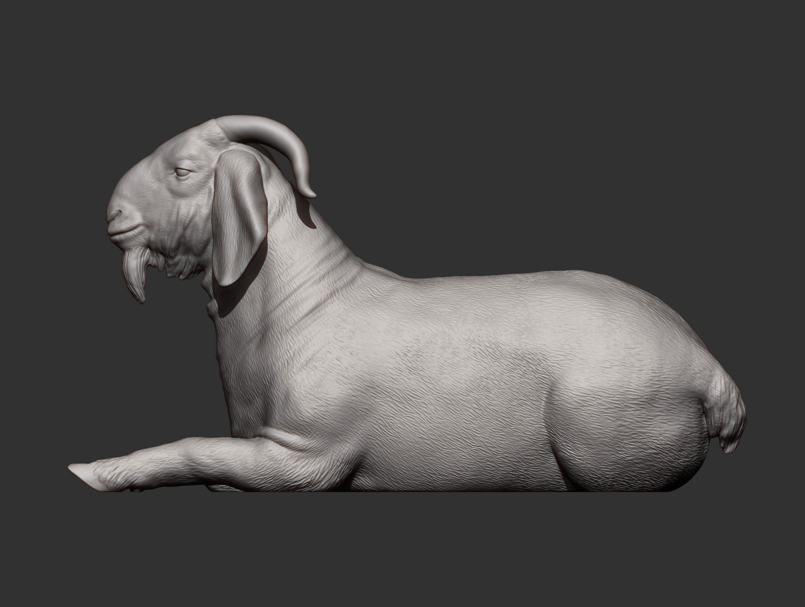 Boer Goats Male Lying Down 3D Print Model by Alexander3dart