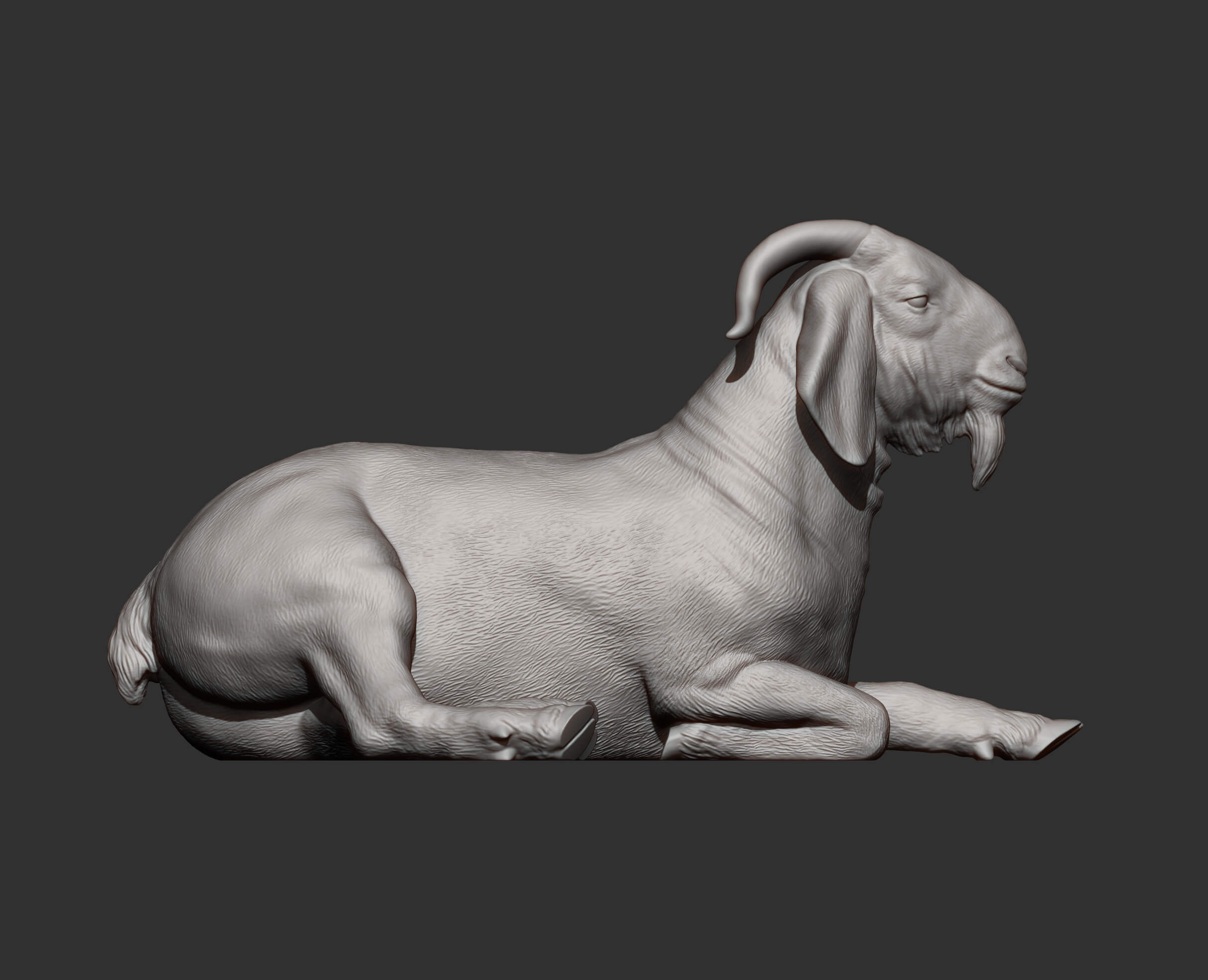 Boer Goats Male Lying Down 3D Print Model by Alexander3dart