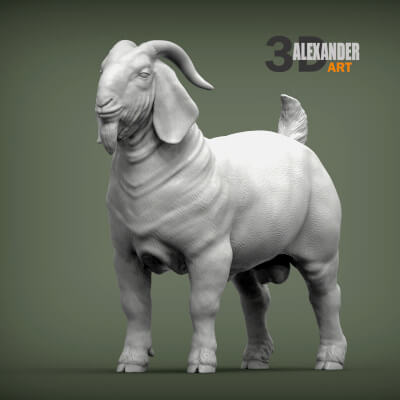 Boer Goats Male - 3D Model by Alexander3dart