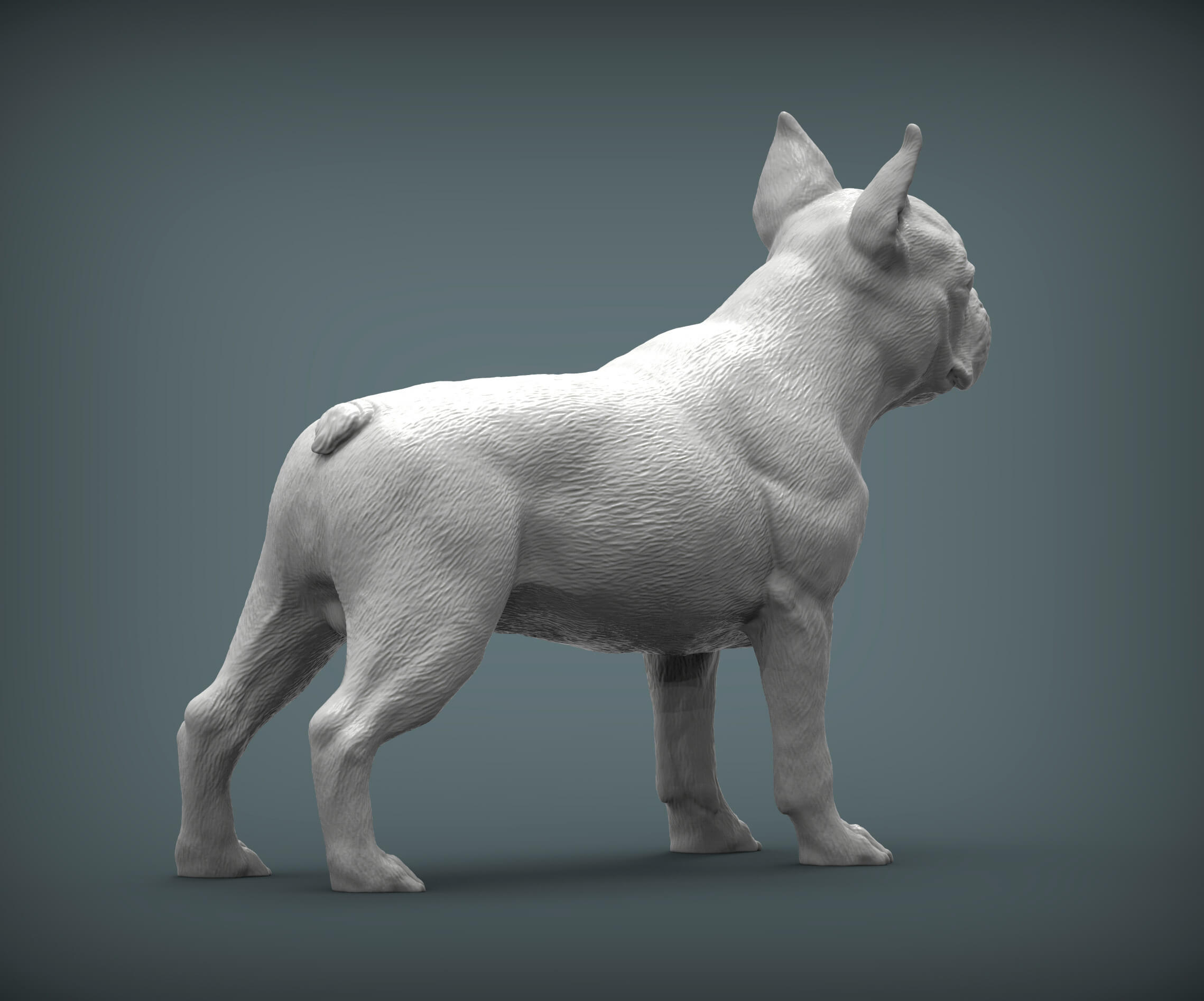 Boston Terrier 3D Print Model by Alexander3dart