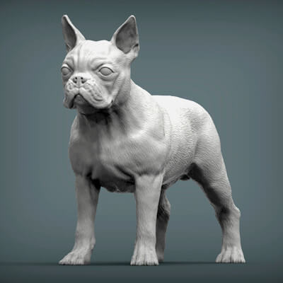 Boston Terrier 3D Print Model by Alexander3dart