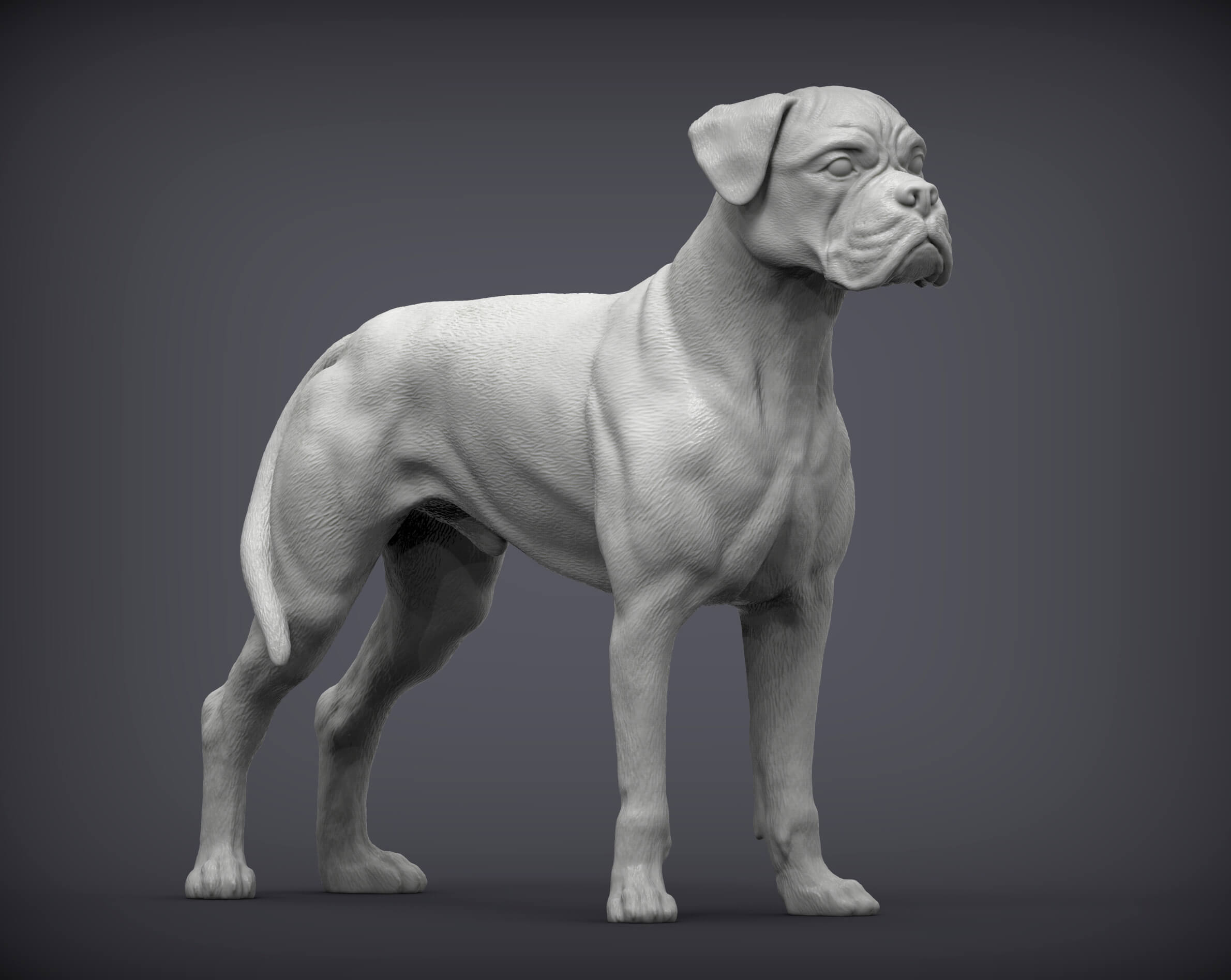 Boxer Dog 3D Print Model by Alexander3dart