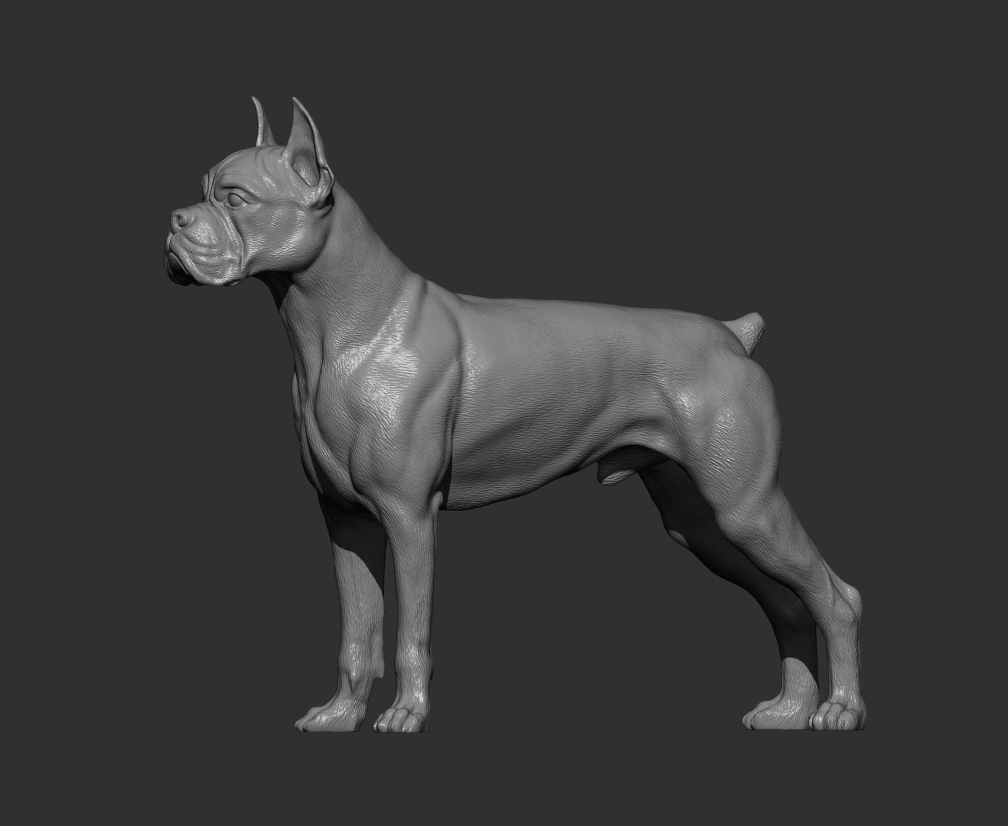 Boxer Dog 3D Print Model by Alexander3dart