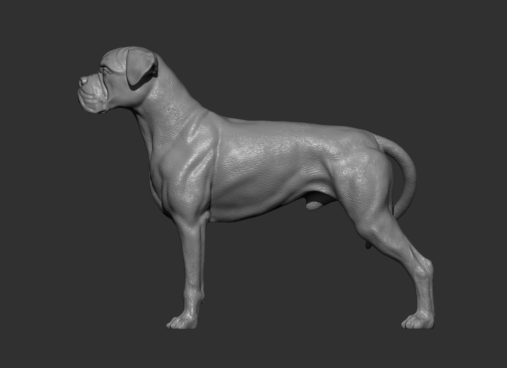 Boxer Dog 3D Print Model by Alexander3dart