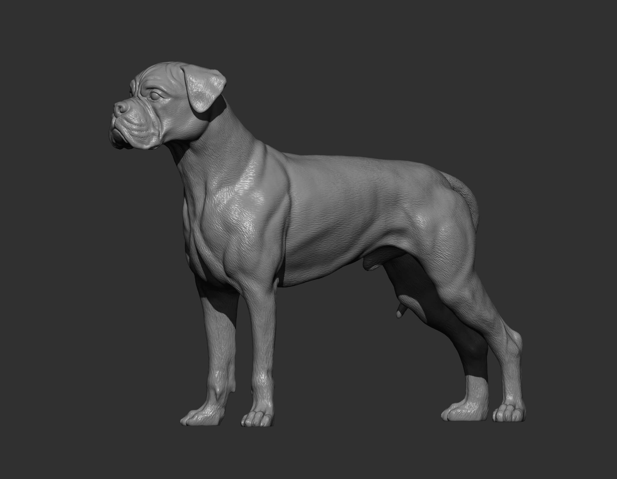 Boxer Dog 3D Print Model by Alexander3dart