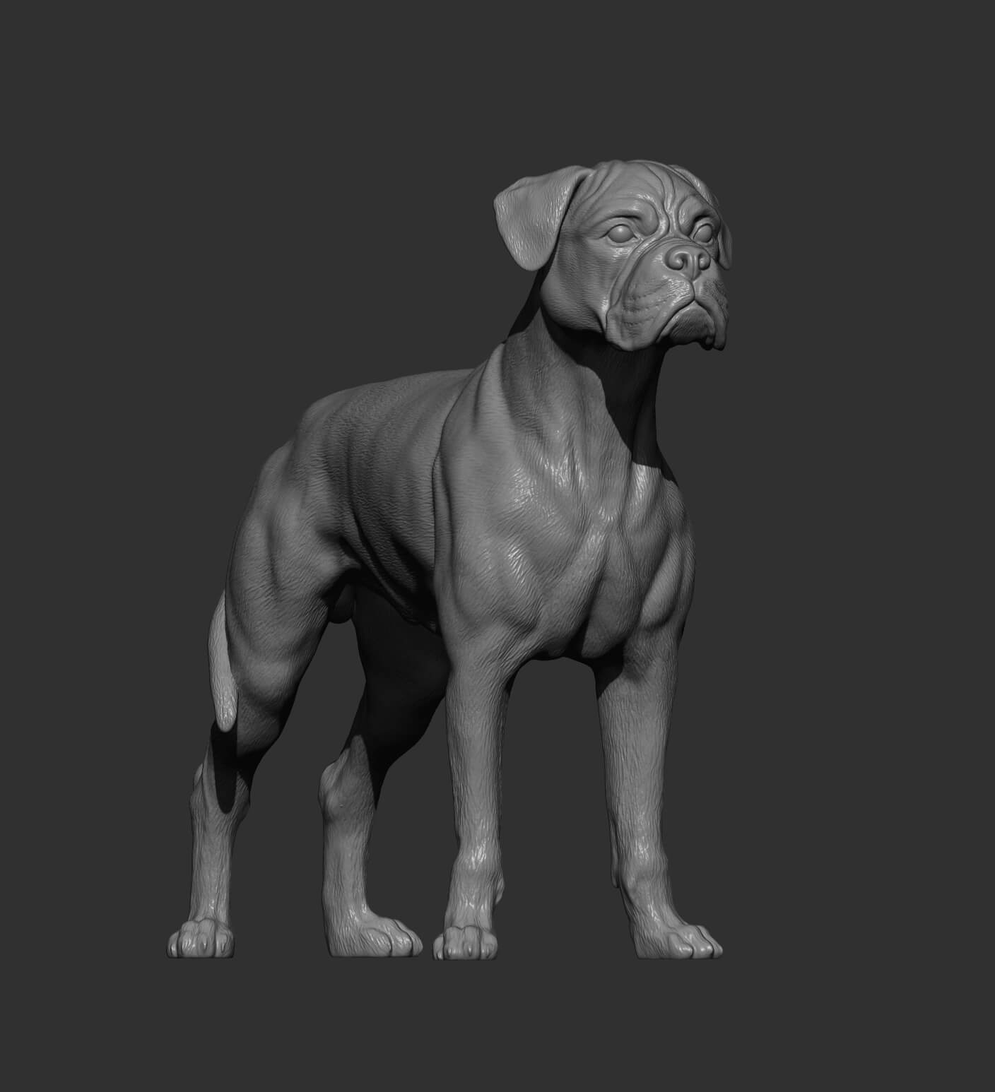 Boxer Dog 3D Print Model by Alexander3dart