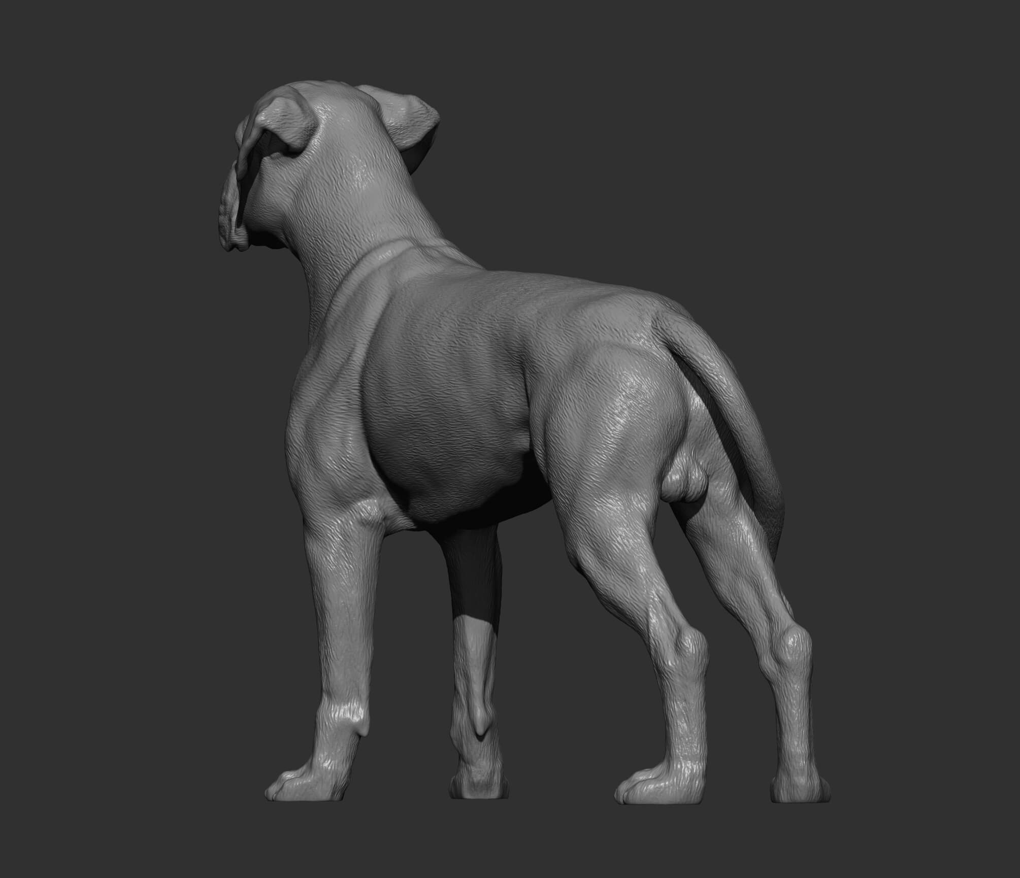 Boxer Dog 3D Print Model by Alexander3dart
