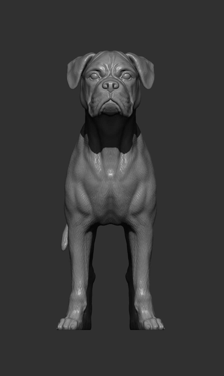 Boxer Dog 3D Print Model by Alexander3dart