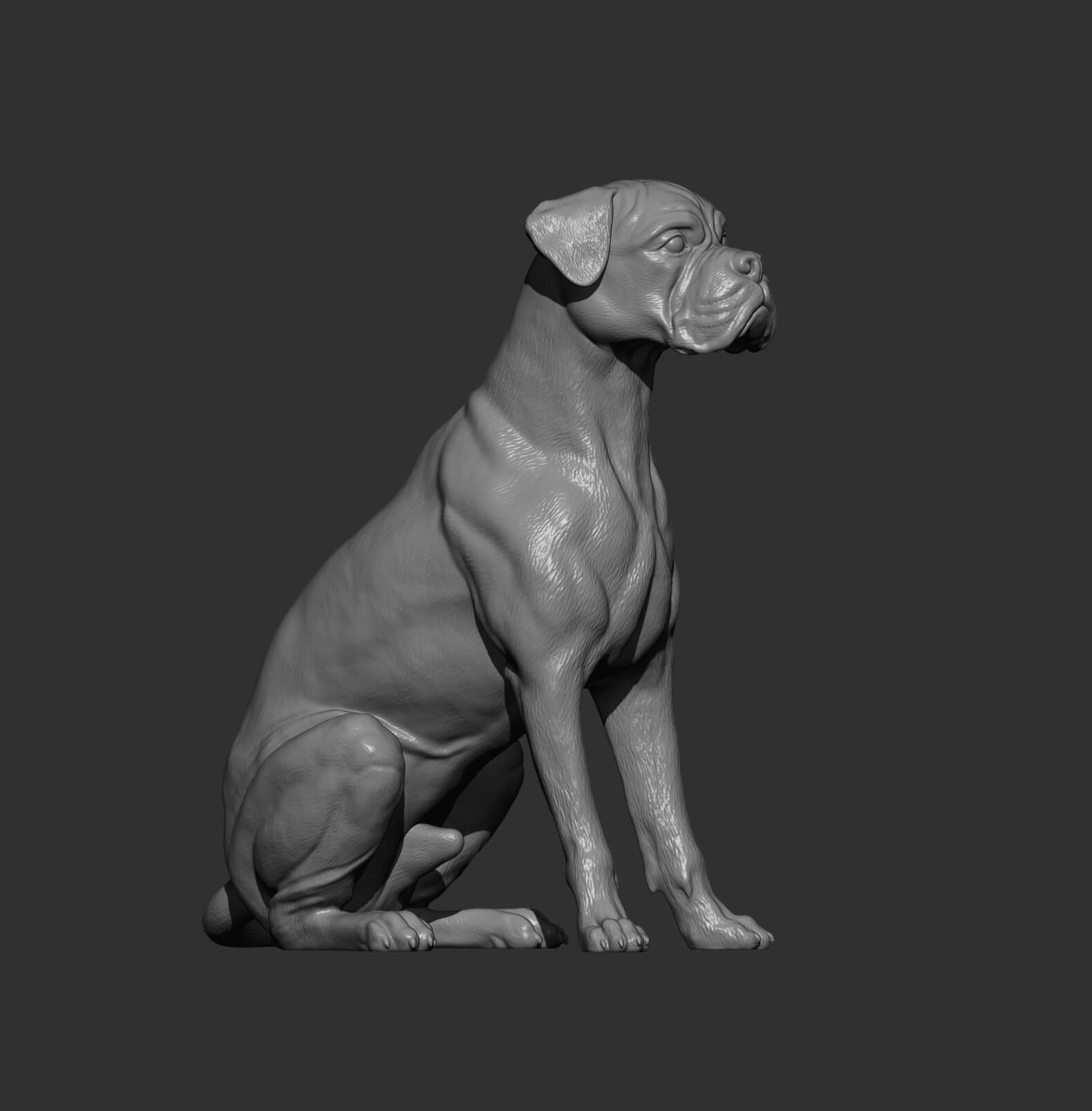 Boxer Dog Sitting - 3D Model by Alexander3dart