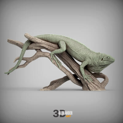 Brachylophus Vitiensis - 3D Model by Alexander3dart