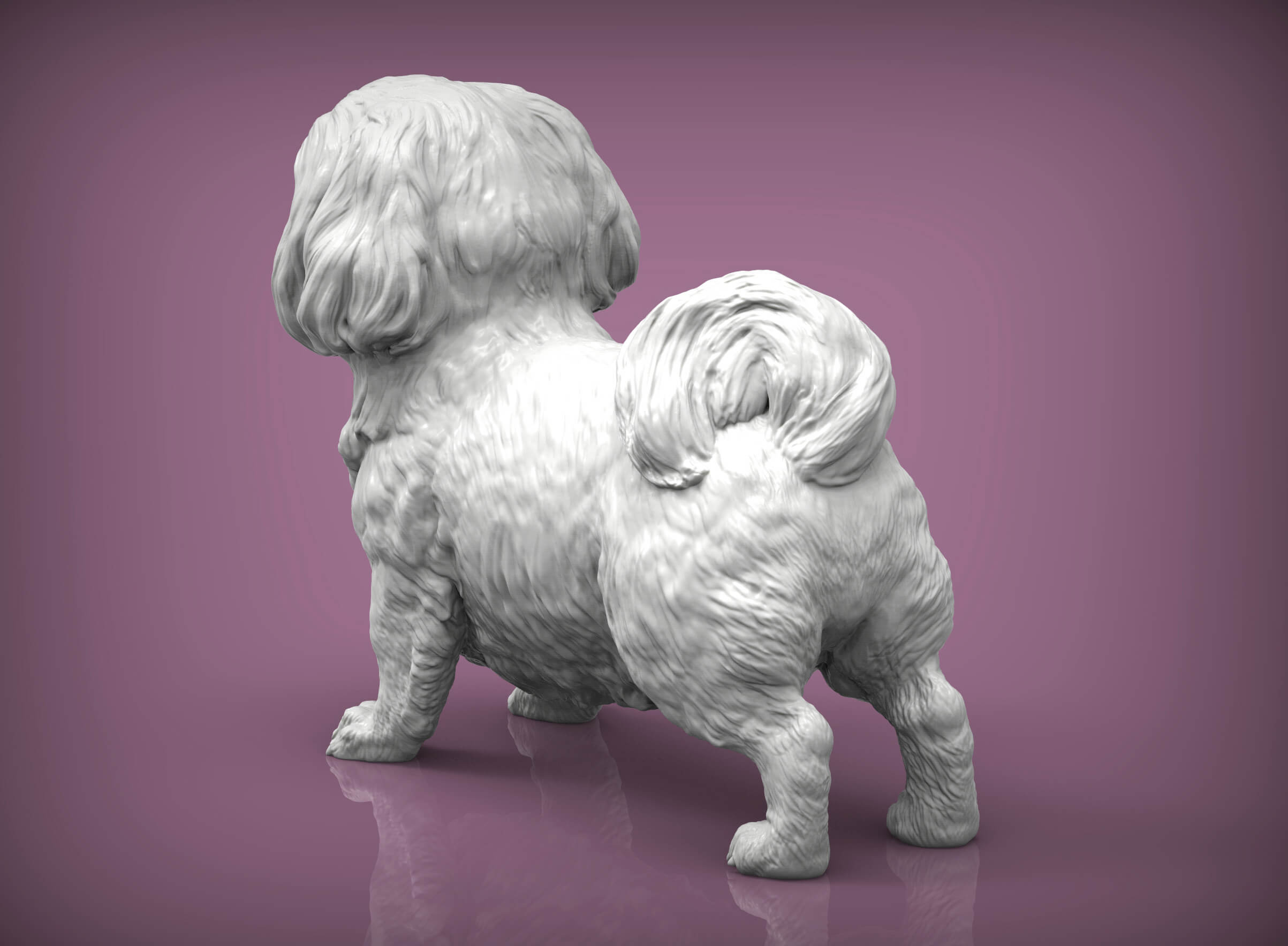 British Shih Tzu 3D Print Model by Alexander3dart