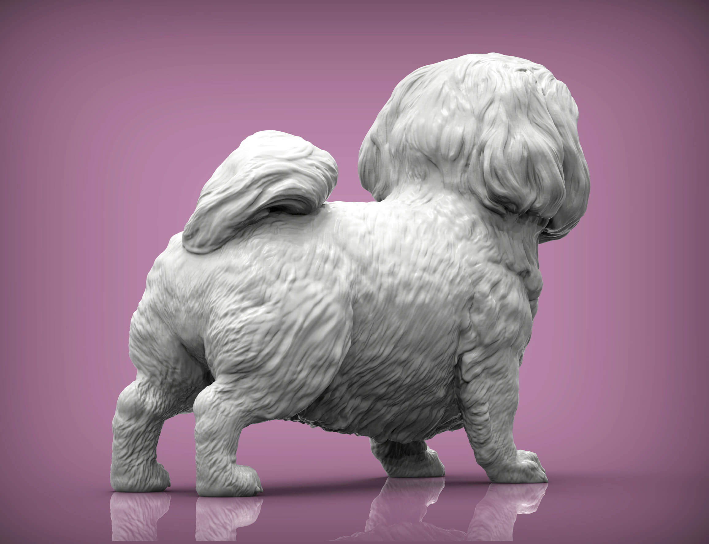 British Shih Tzu 3D Print Model by Alexander3dart