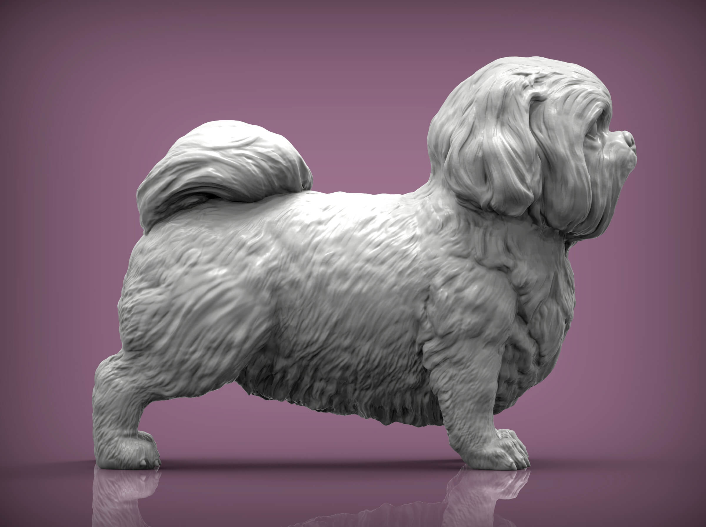 British Shih Tzu 3D Print Model by Alexander3dart