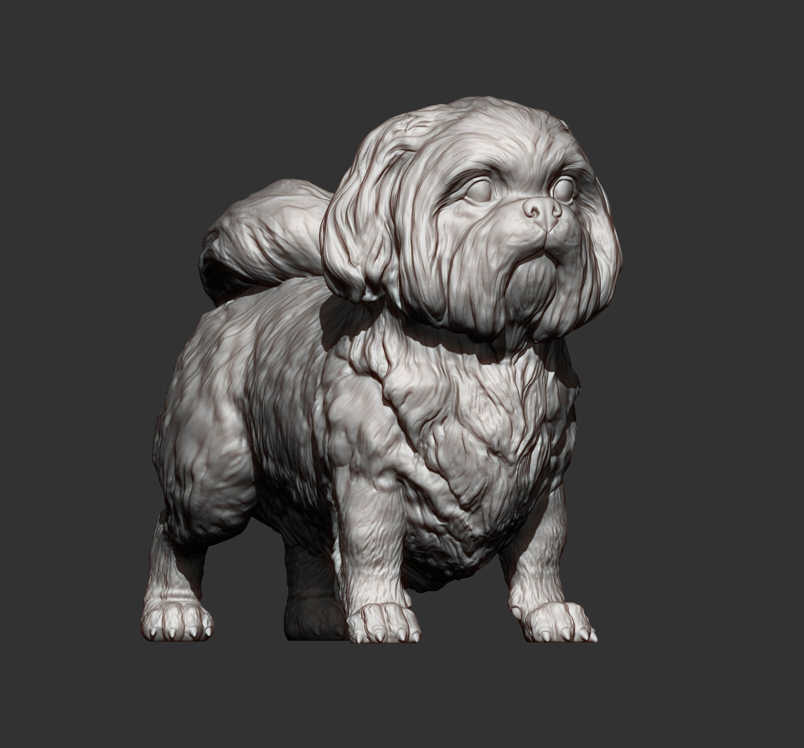 British Shih Tzu 3D Print Model by Alexander3dart