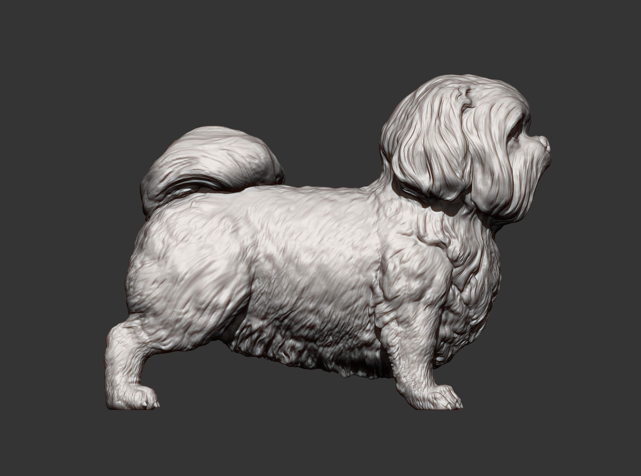 British Shih Tzu 3D Print Model by Alexander3dart
