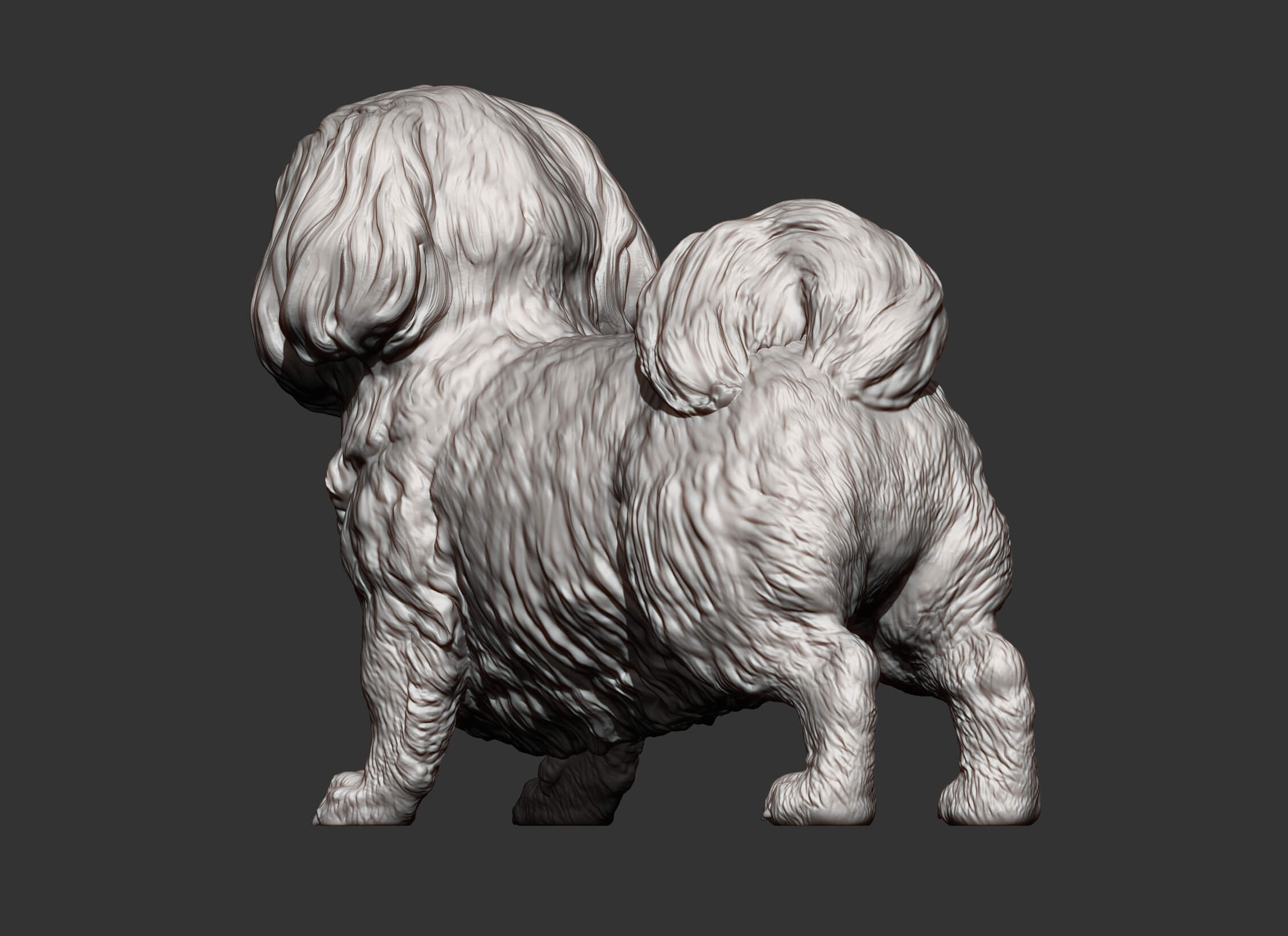 British Shih Tzu 3D Print Model by Alexander3dart