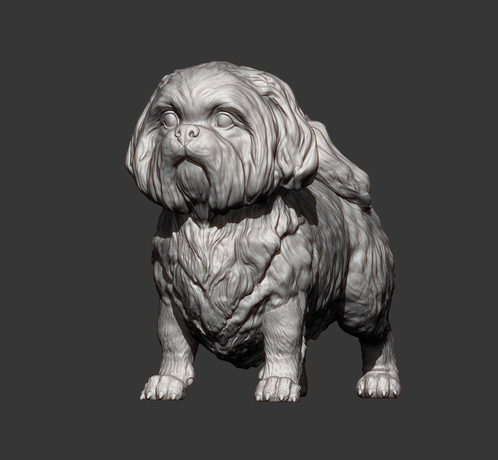 British Shih Tzu 3D Print Model by Alexander3dart