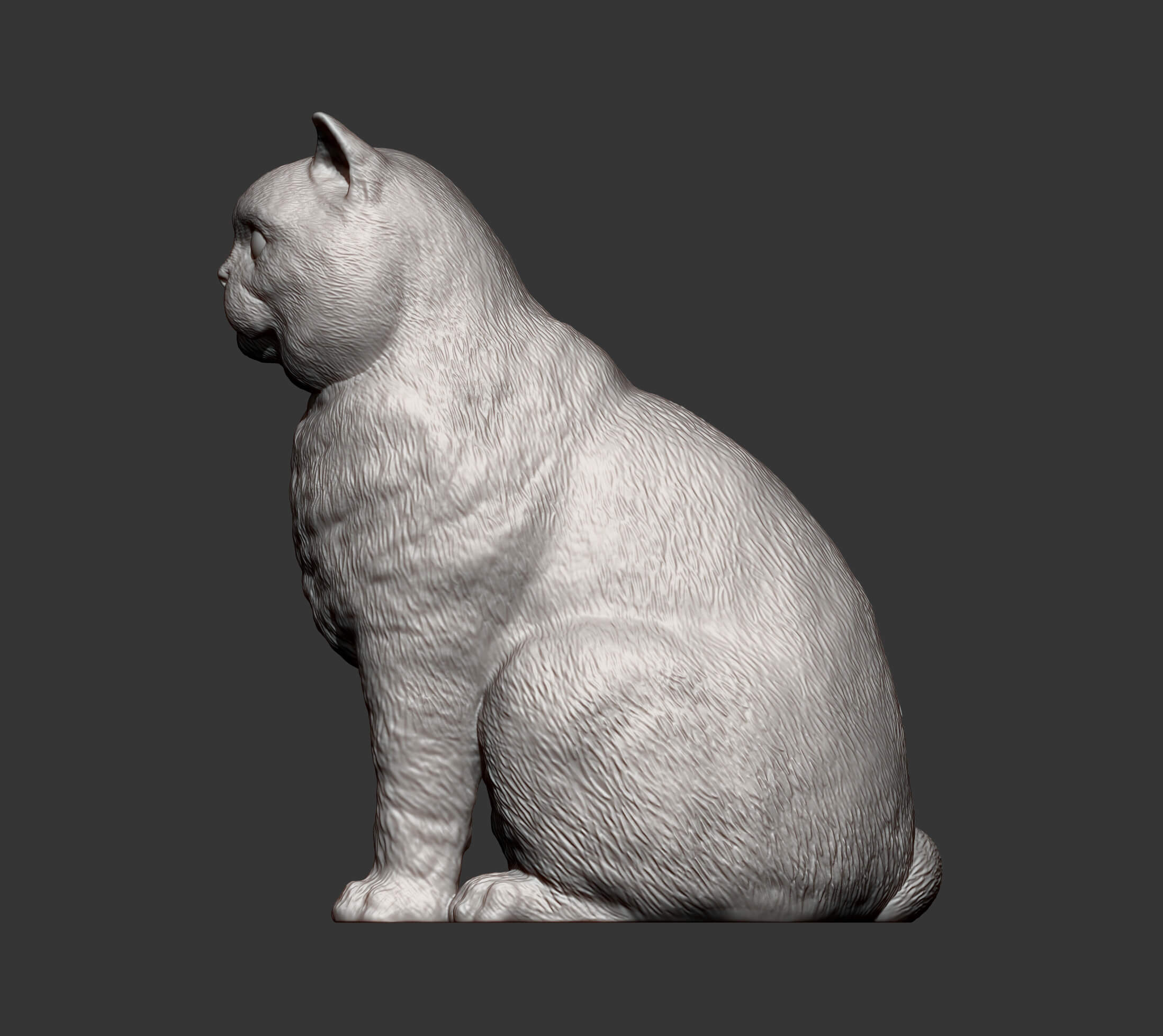 British Shorthair Cat 3D Print Model by Alexander3dart