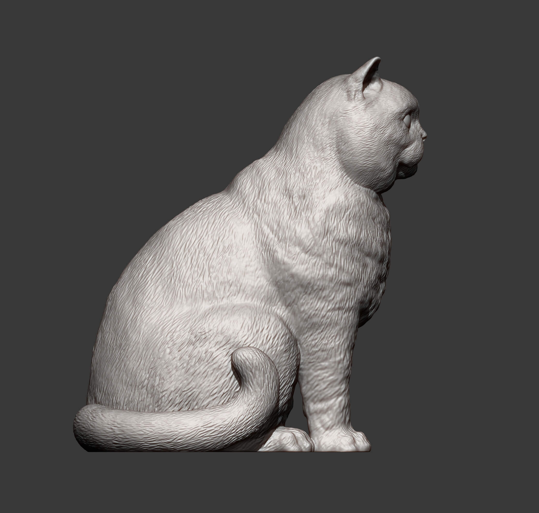 British Shorthair Cat 3D Print Model by Alexander3dart