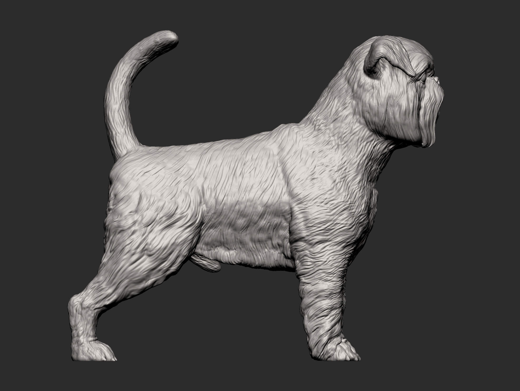 Brussels Griffon 3D Print Model by Alexander3dart