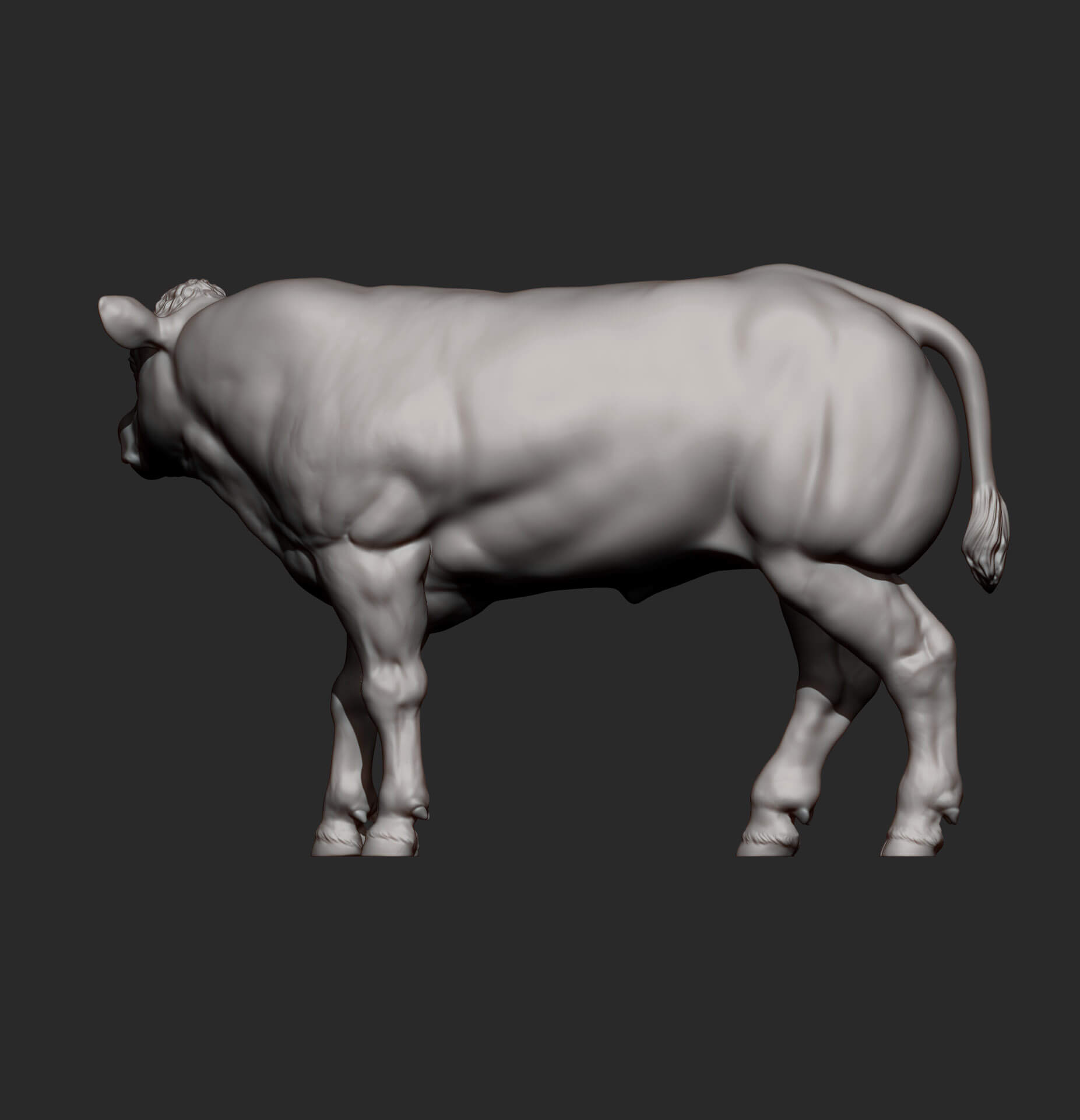 Calf Belgian Blue - 3D Model by Alexander3dart