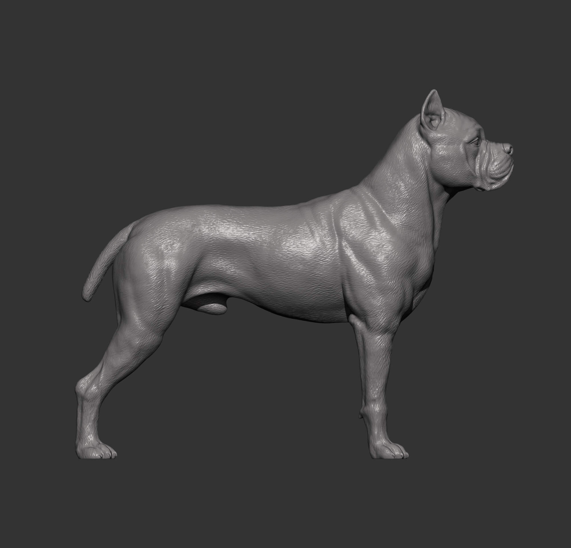 Cane Corso Sculpture - 3D Model by Alexander3dart