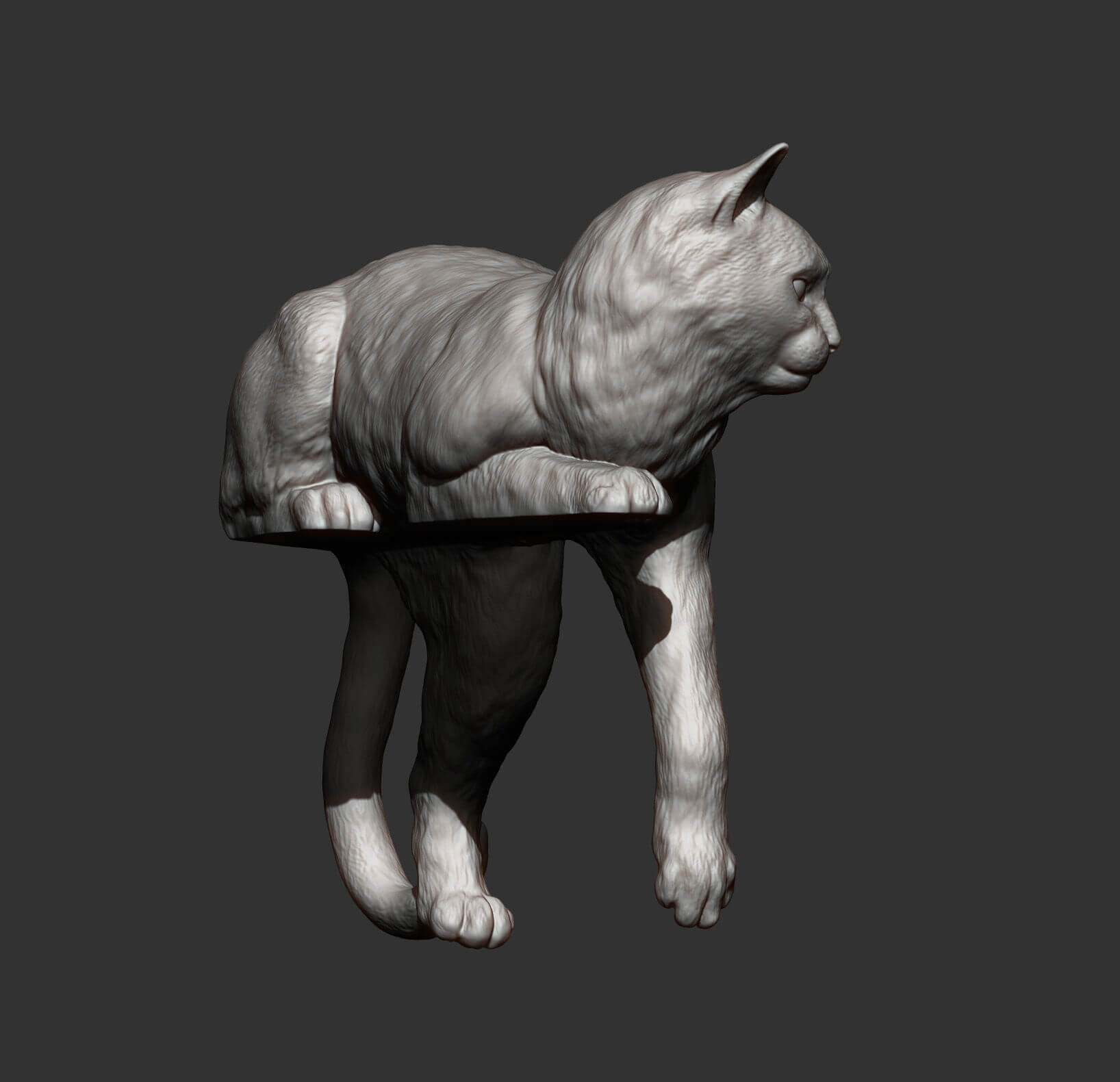 Cat Is Lying on The Shelf - 3D Model by Alexander3dart