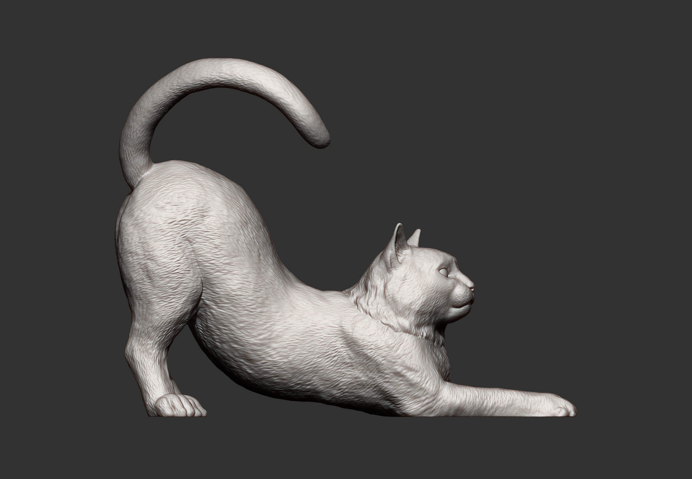 Cat Stretches - 3D Model by Alexander3dart