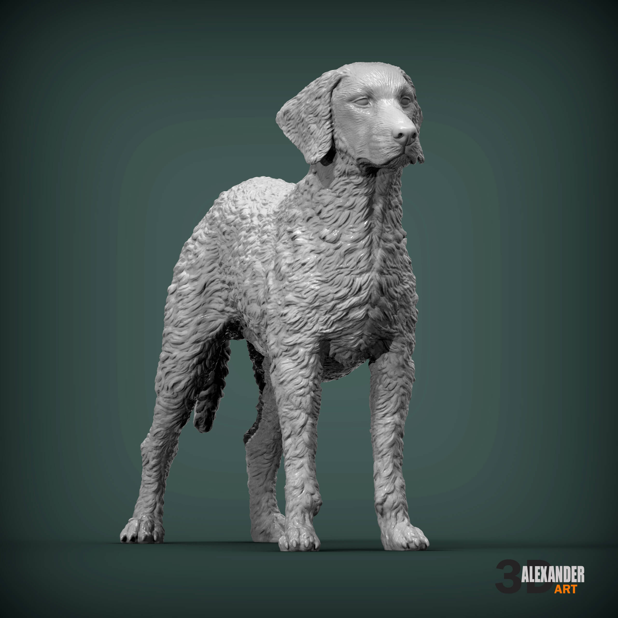 Curly Coated Retriever - 3D Model by Alexander3dart