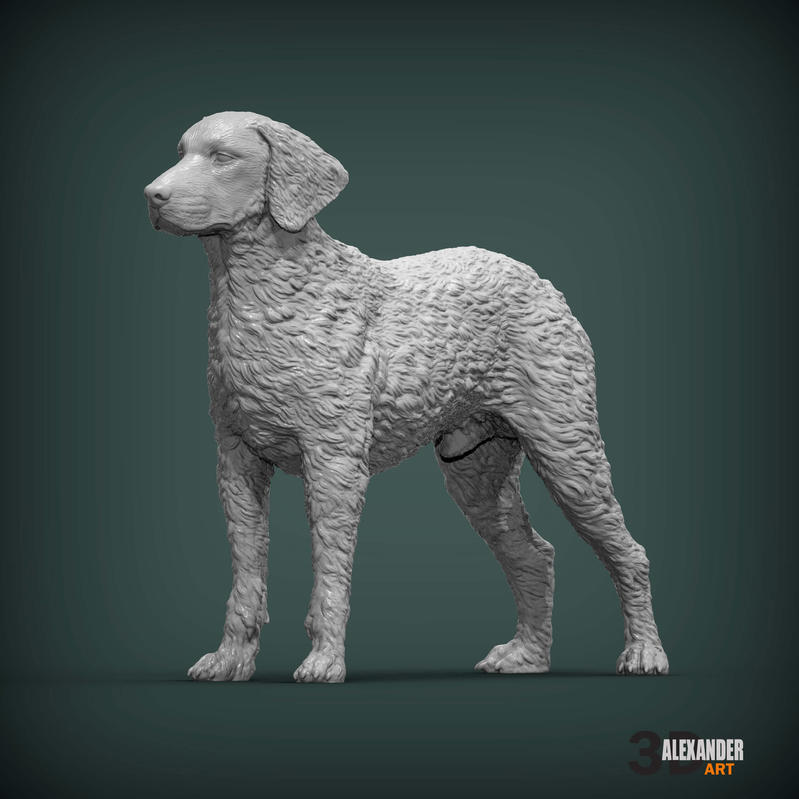Curly Coated Retriever - 3D Model by Alexander3dart
