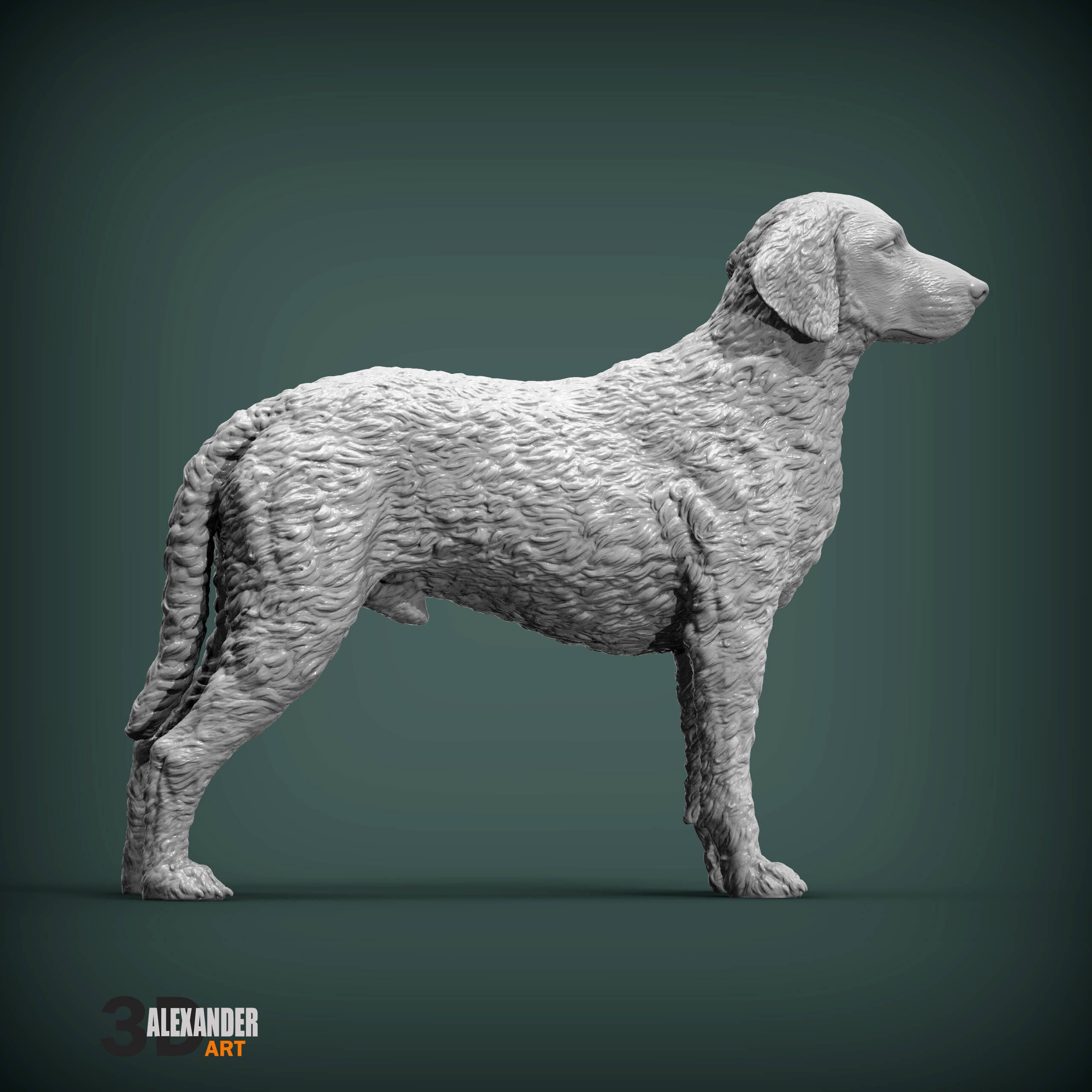 Curly Coated Retriever - 3D Model by Alexander3dart