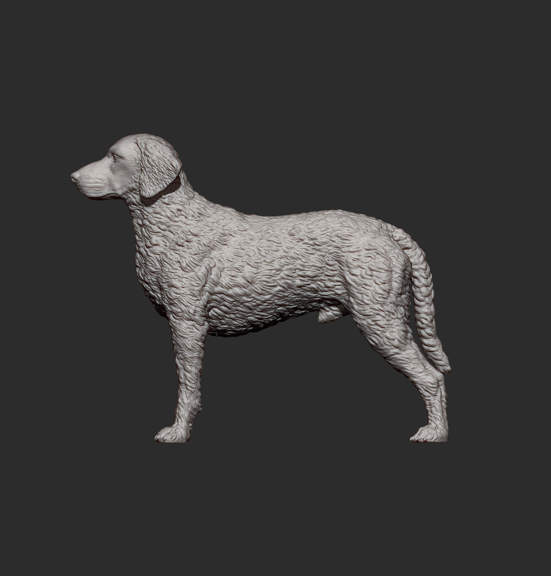 Curly Coated Retriever - 3D Model by Alexander3dart