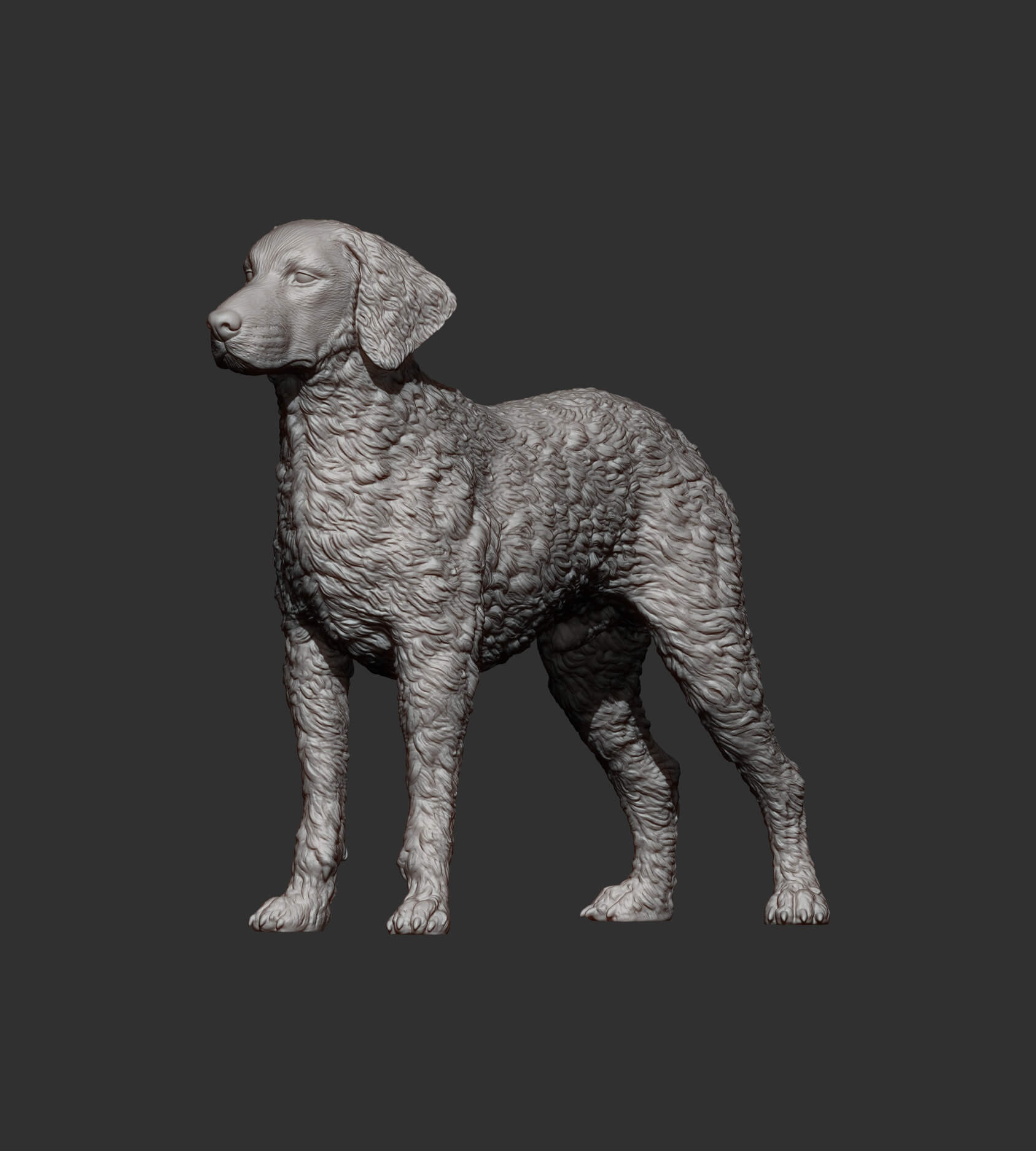 Curly Coated Retriever - 3D Model by Alexander3dart