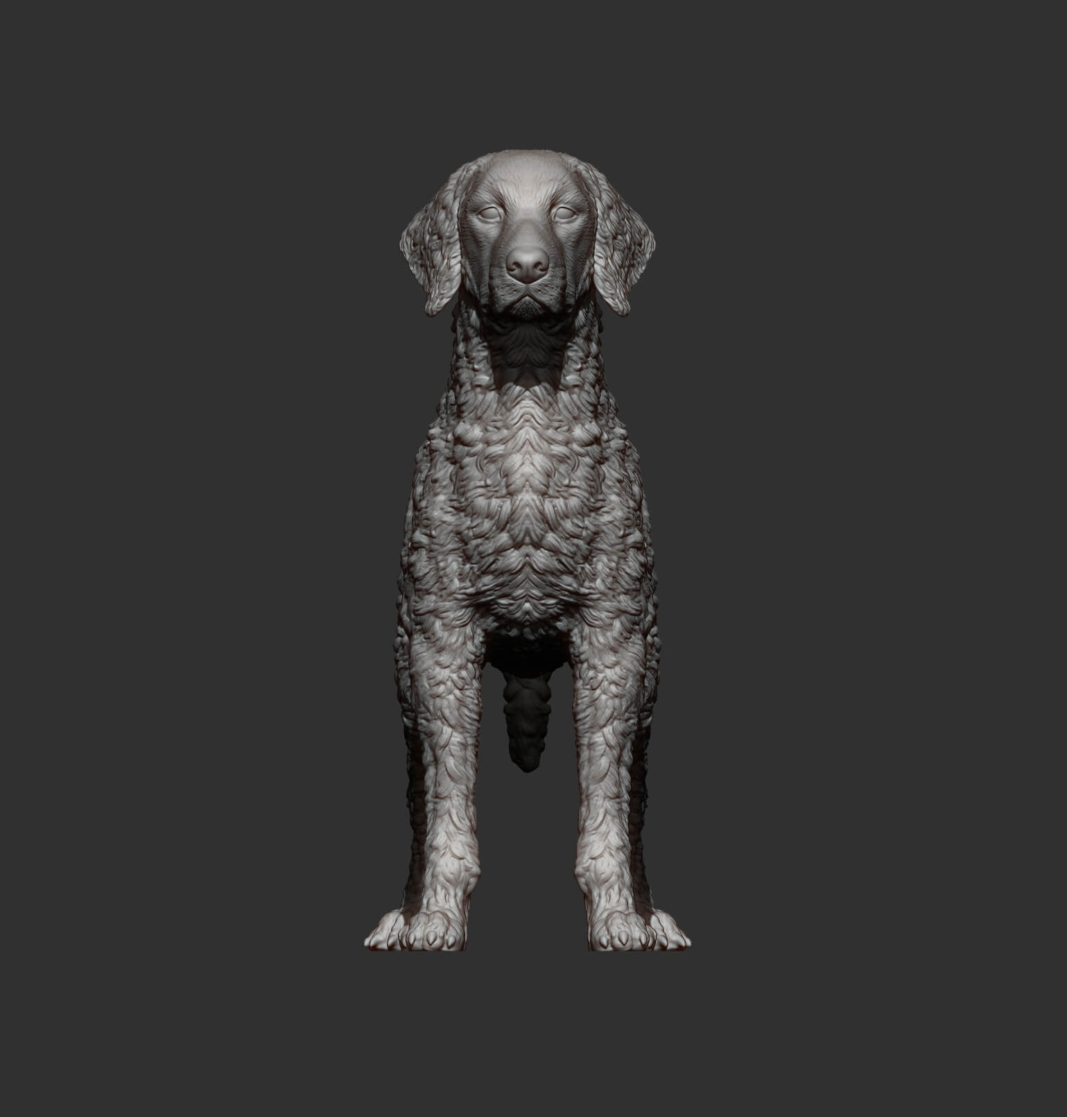 Curly Coated Retriever - 3D Model by Alexander3dart