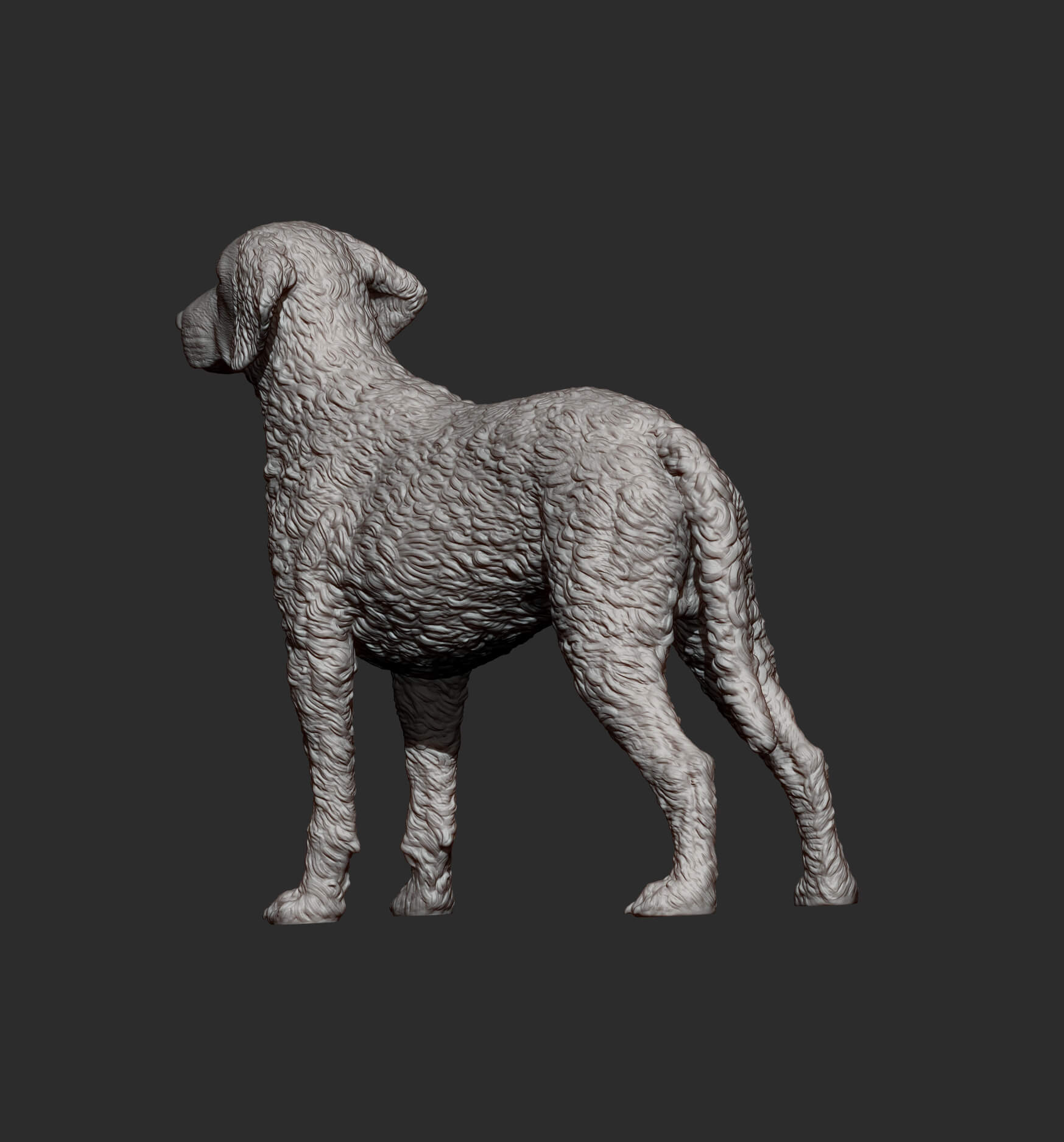 Curly Coated Retriever - 3D Model by Alexander3dart
