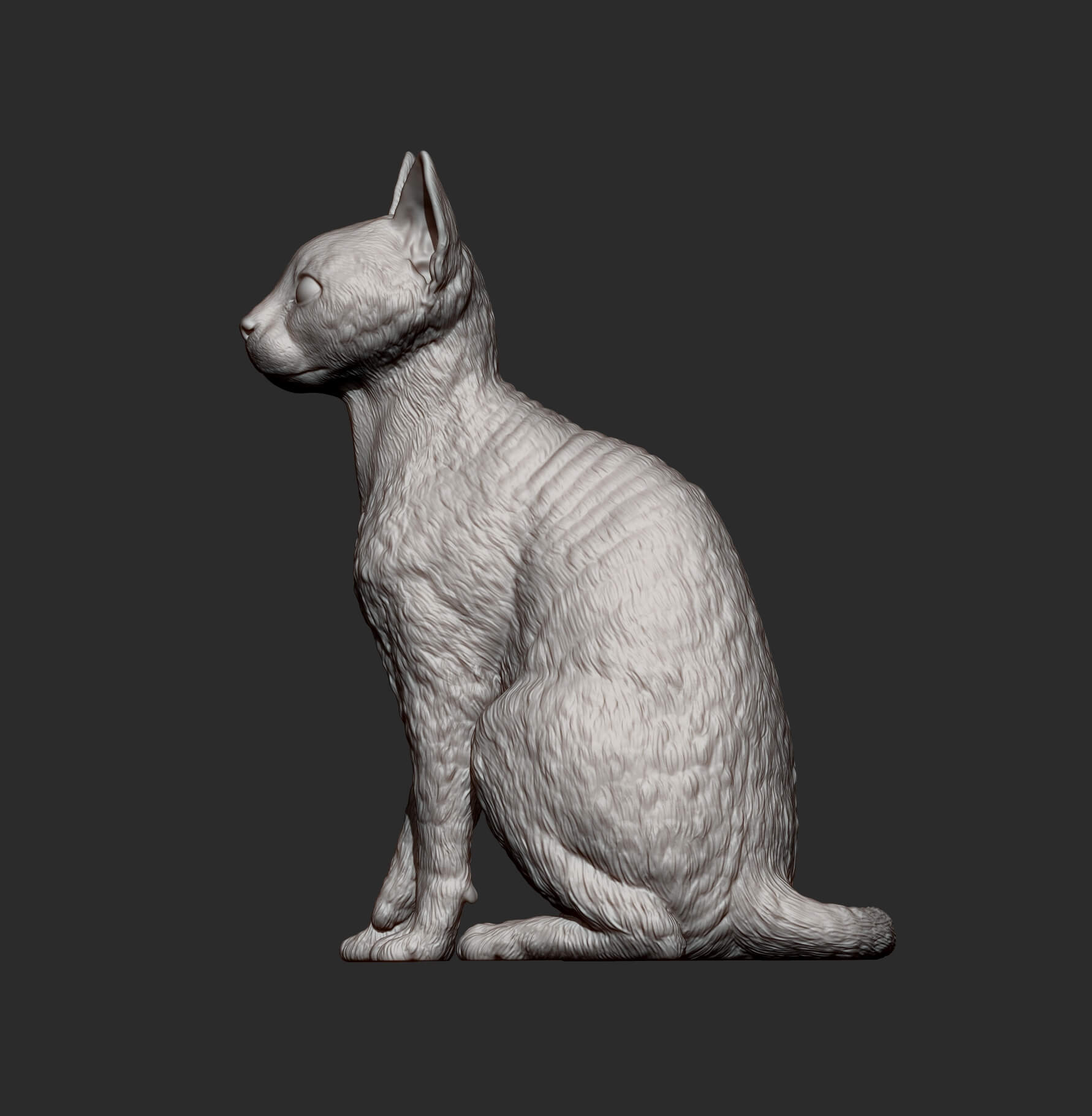 Devon Rex Sculpture - 3D Model by Alexander3dart