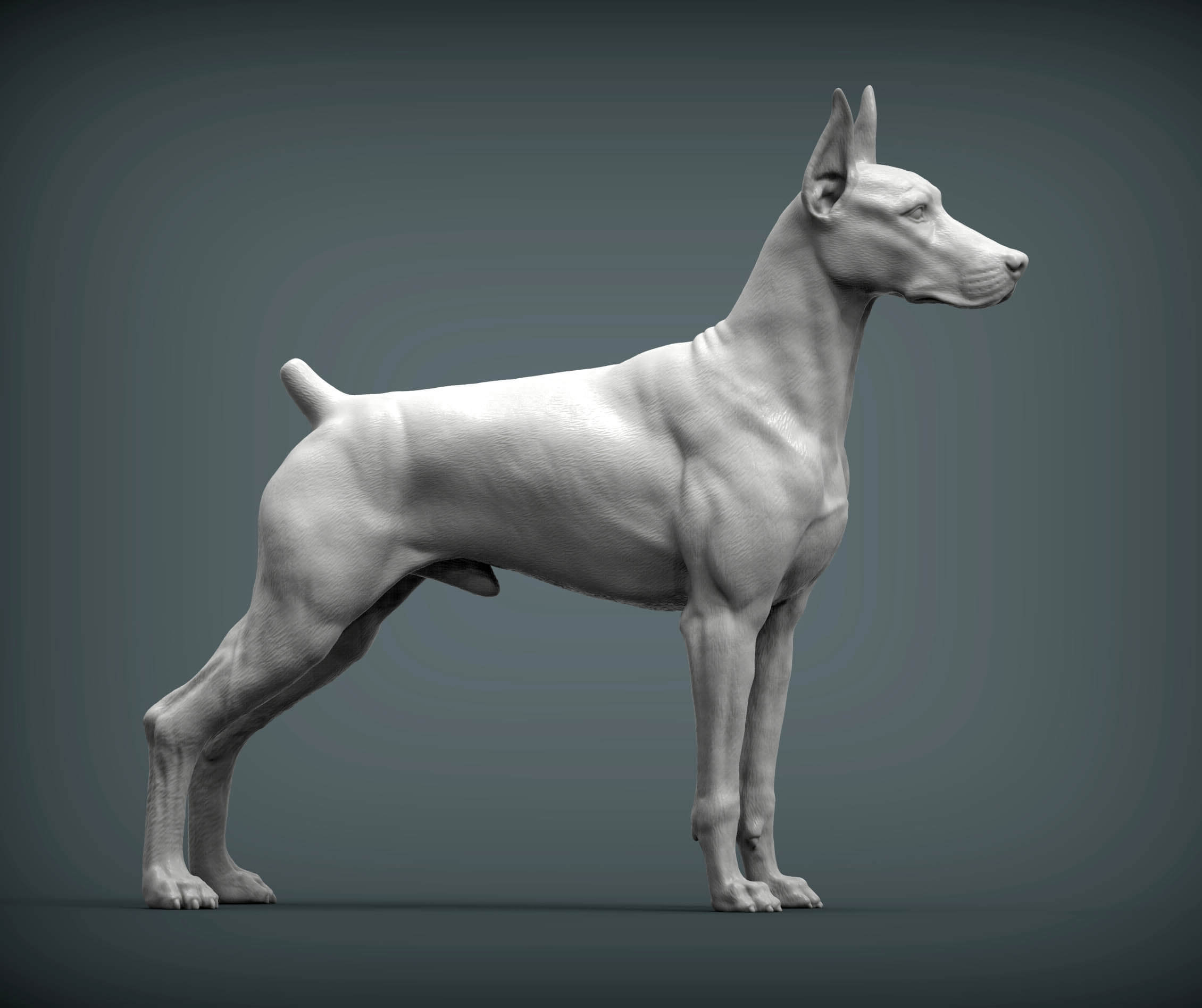 Doberman 3D Print Model by Alexander3dart