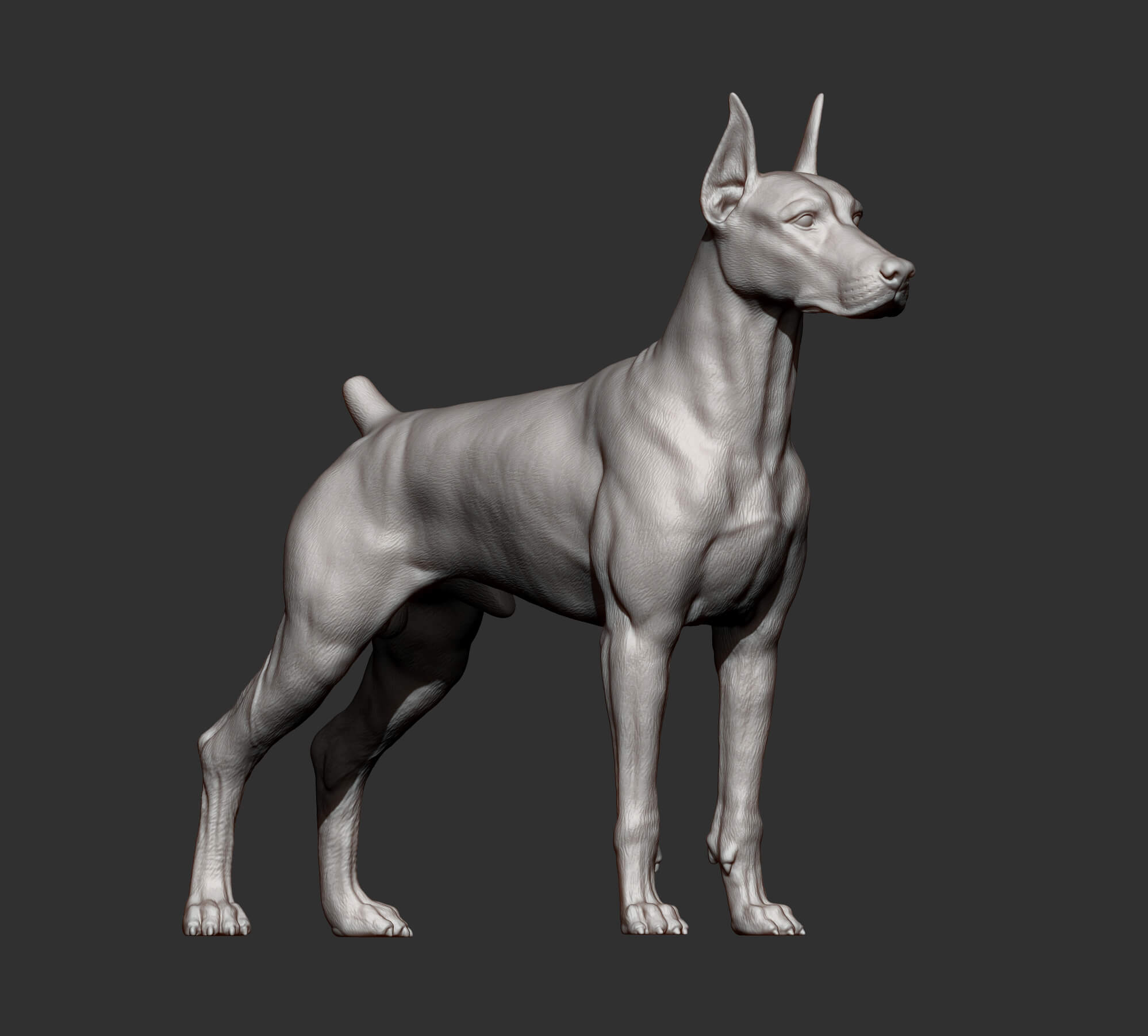 Doberman 3D Print Model by Alexander3dart