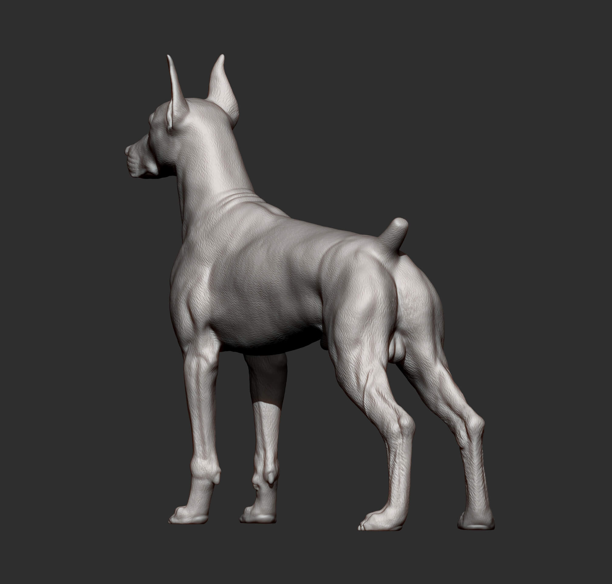 Doberman 3D Print Model by Alexander3dart