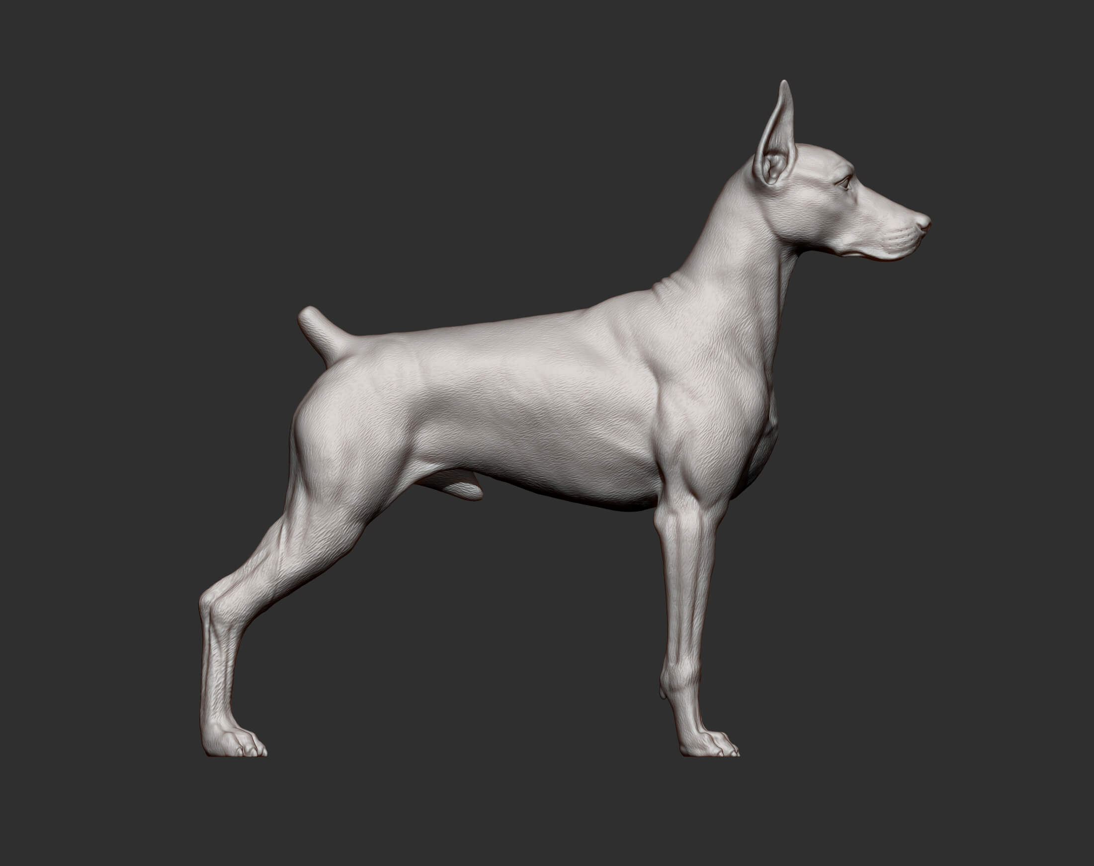 Doberman 3D Print Model by Alexander3dart