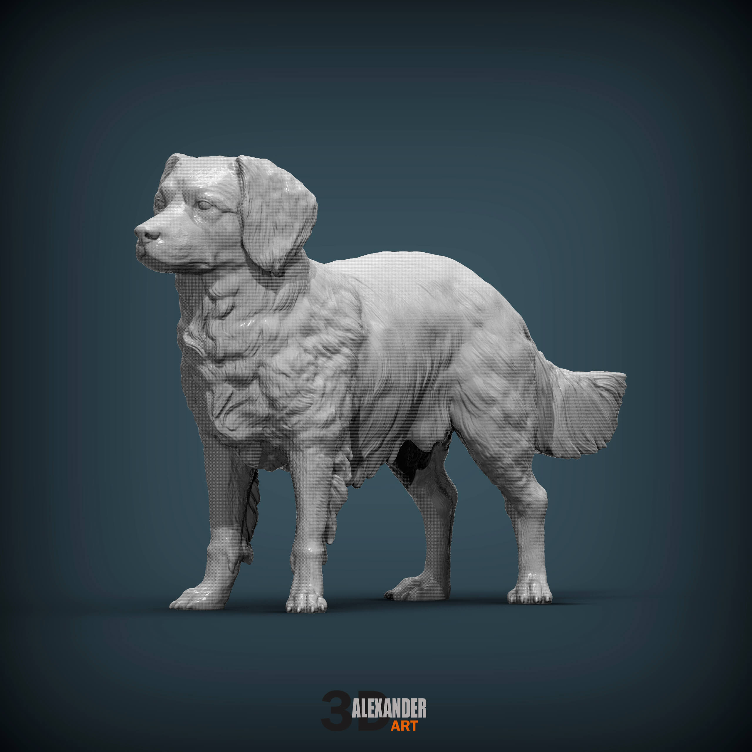 Dutch Kooiker Dog - 3D Model by Alexander3dart